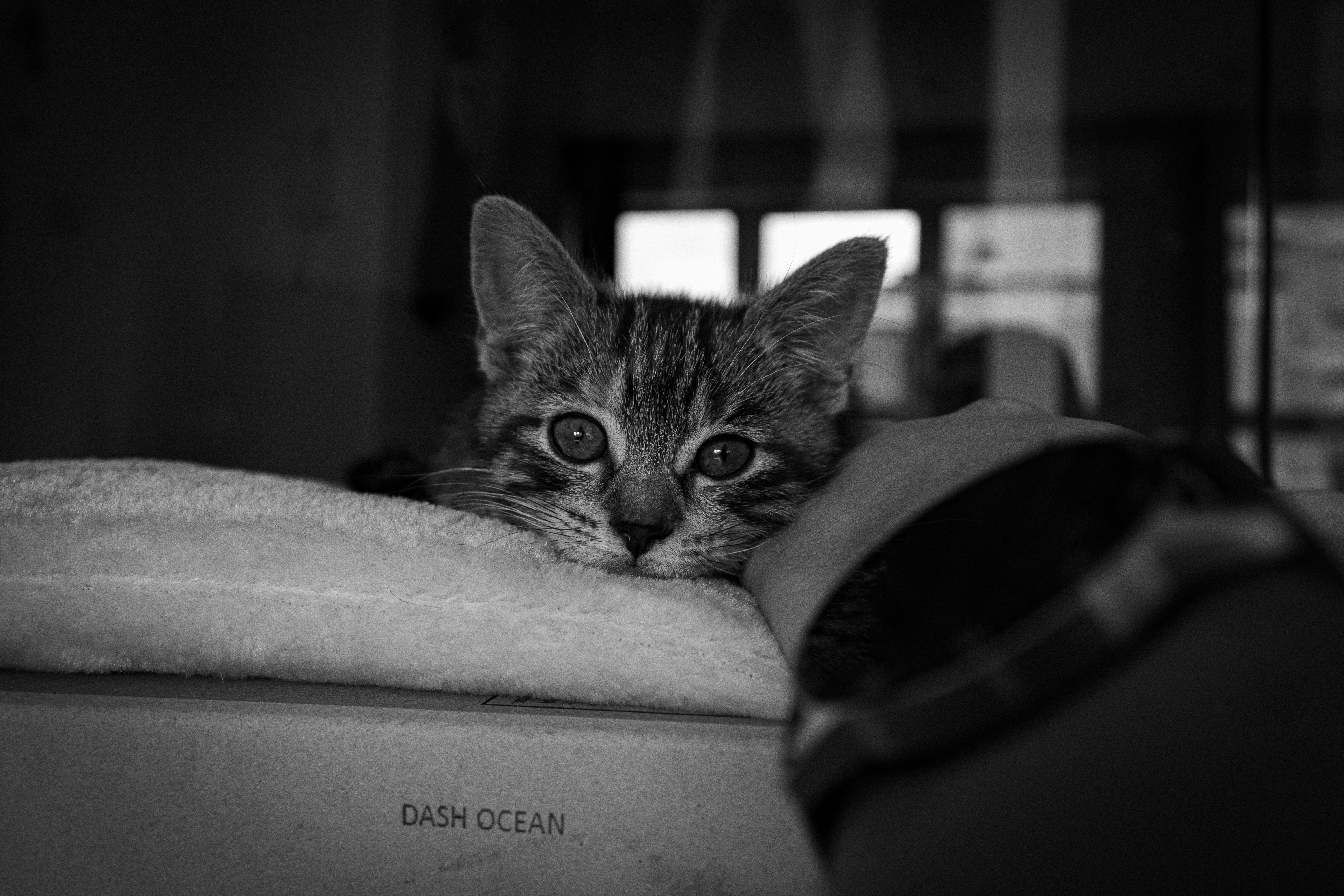 a black and white photo of a cat laying on a bed