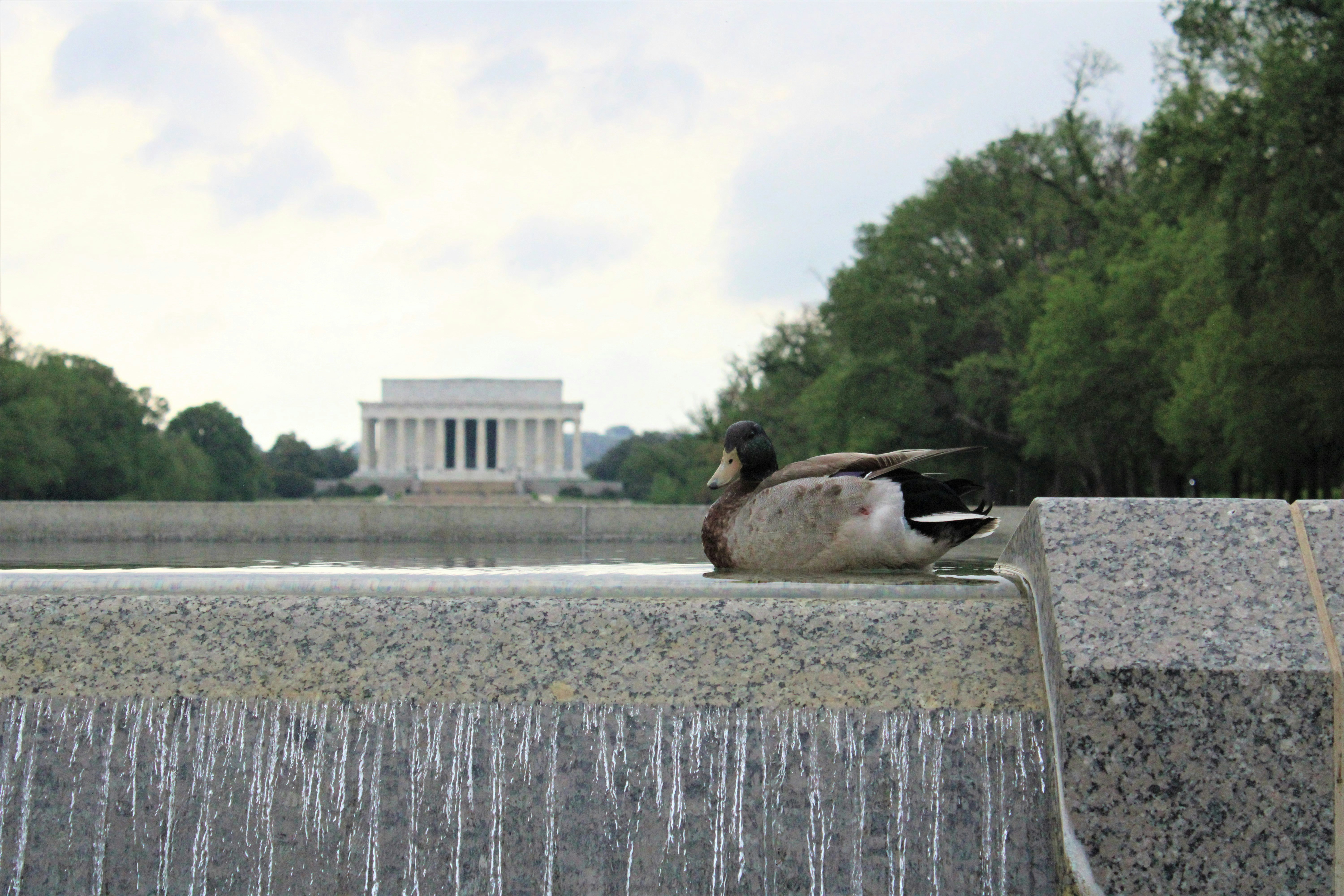 Foto Un pato sentado en el borde de una fuente – Imagen Washington DC ...
