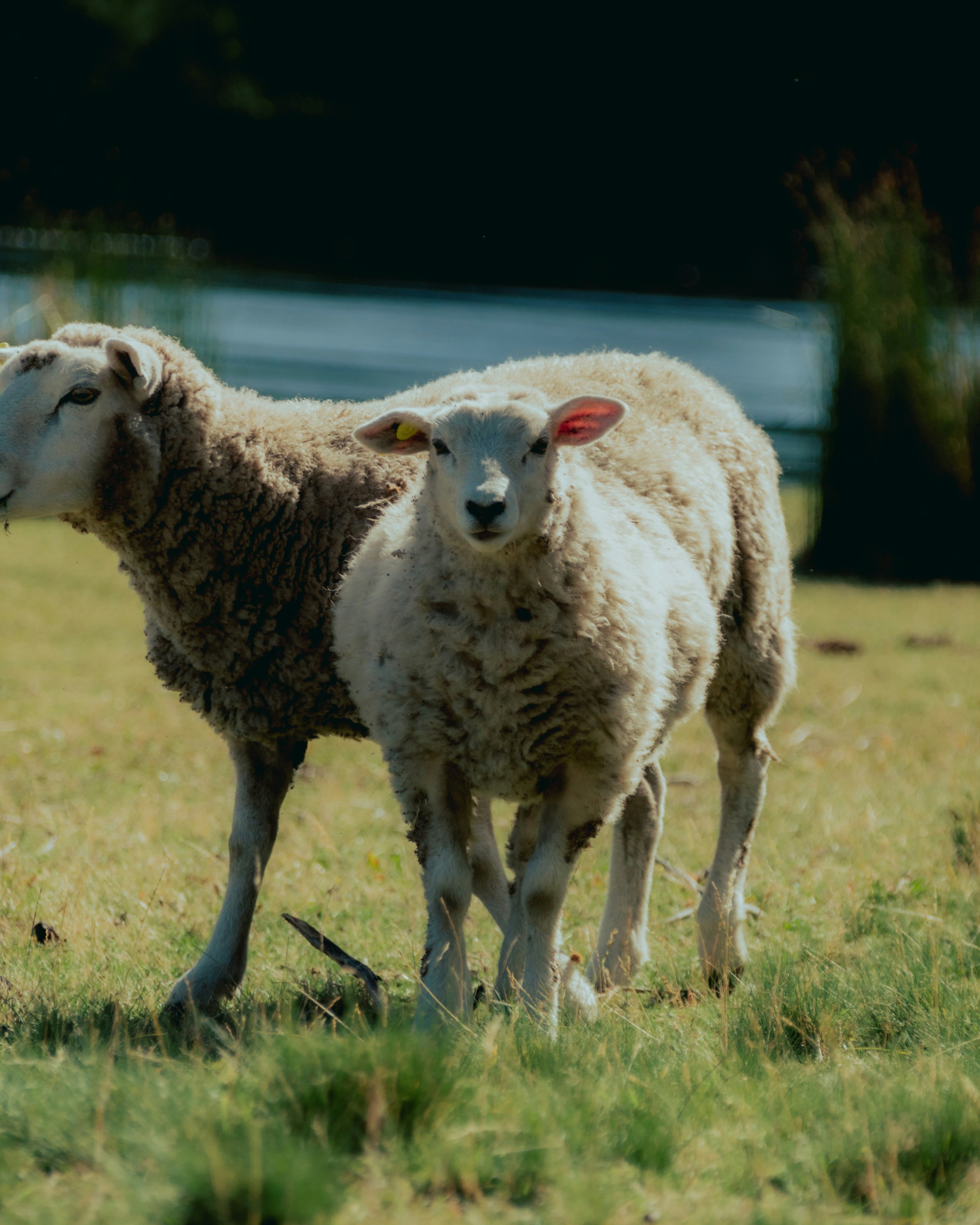 Two sheep standing together in a sunlit grassy field, showcasing their fluffy coats and tranquil demeanor.