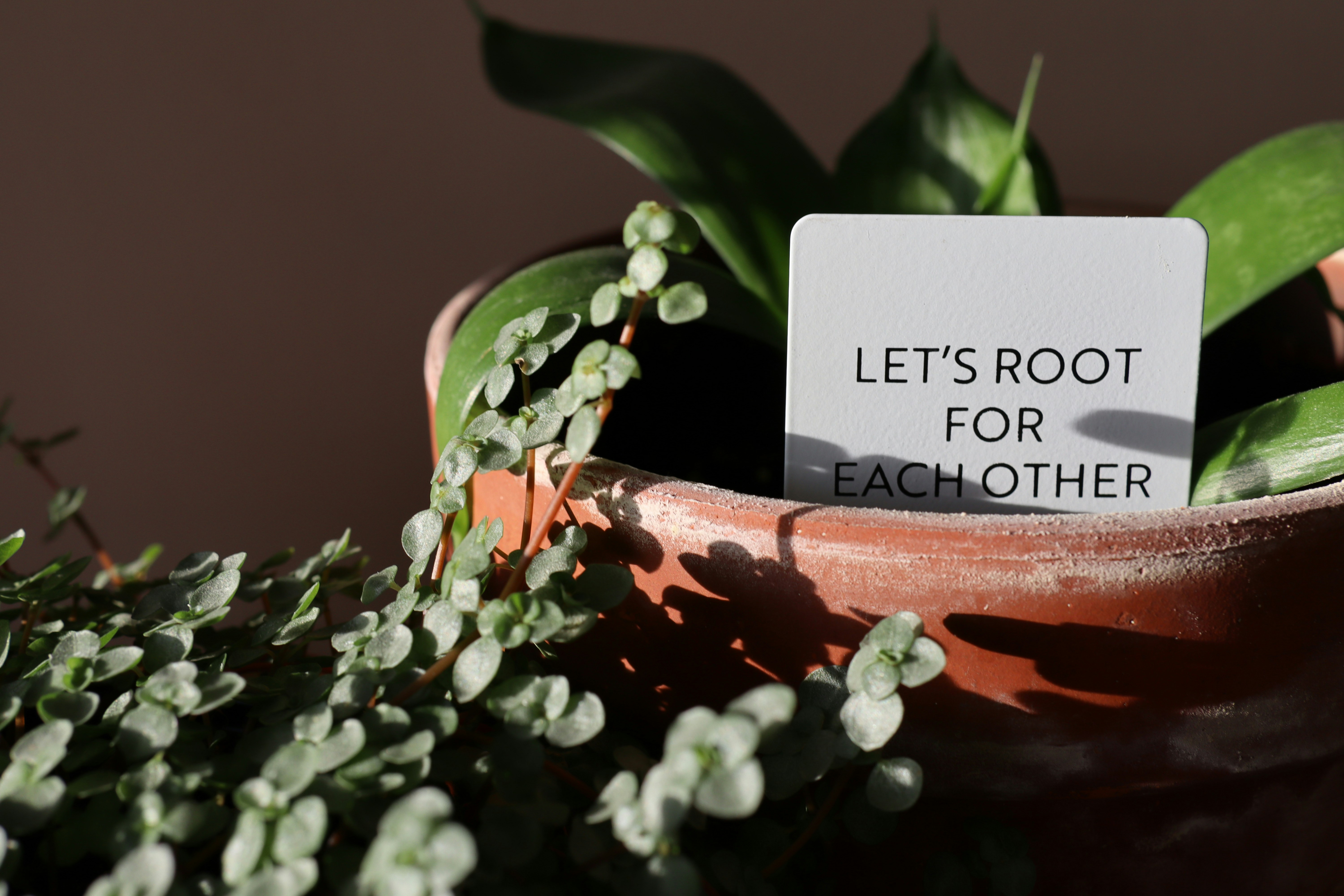 A potted plant with a sign that says let's root for each other photo ...