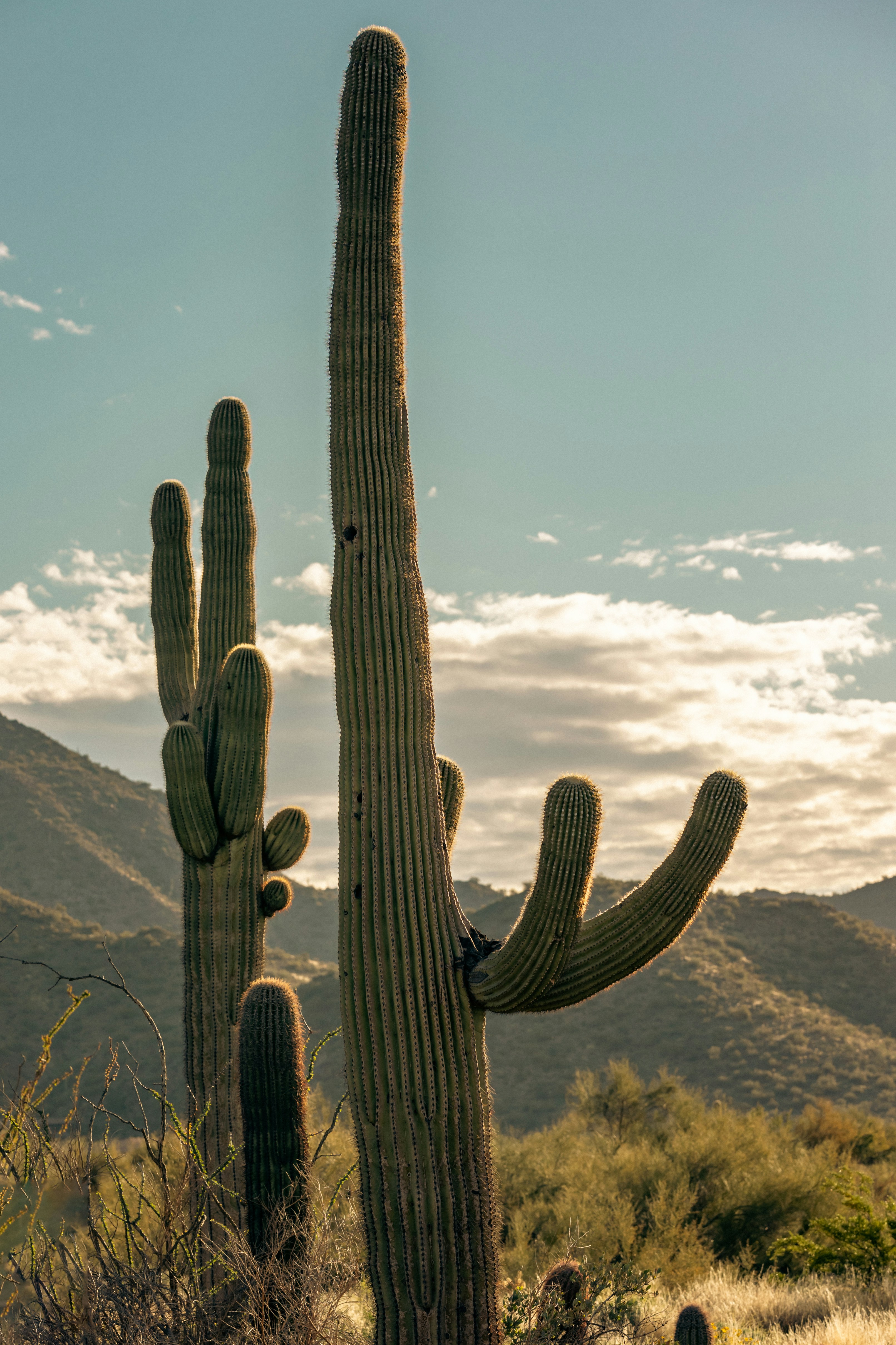 Un par de cactus grandes parados uno al lado del otro foto – Imagen de ...