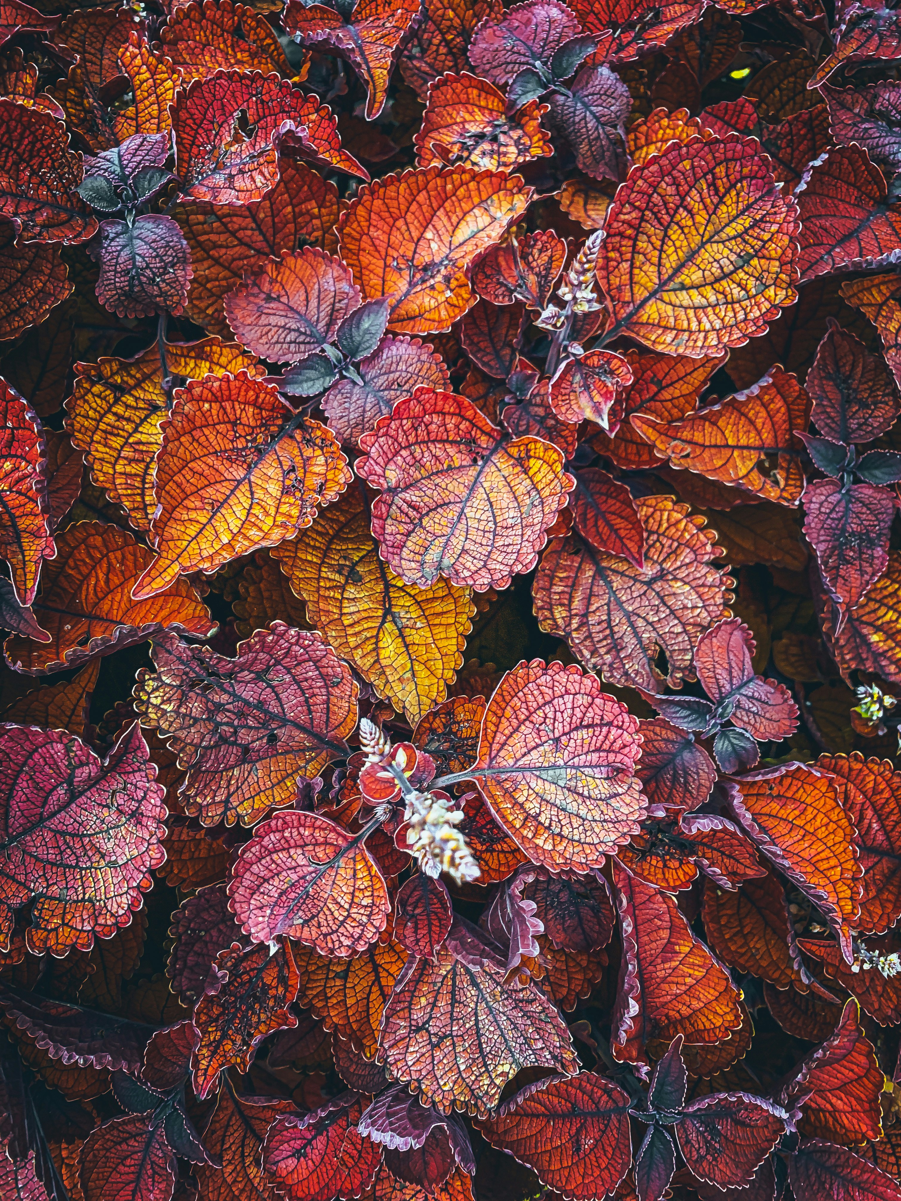 Vibrant leaves in shades of red, orange, and yellow create a rich tapestry, showcasing the beauty of nature's seasonal transition.