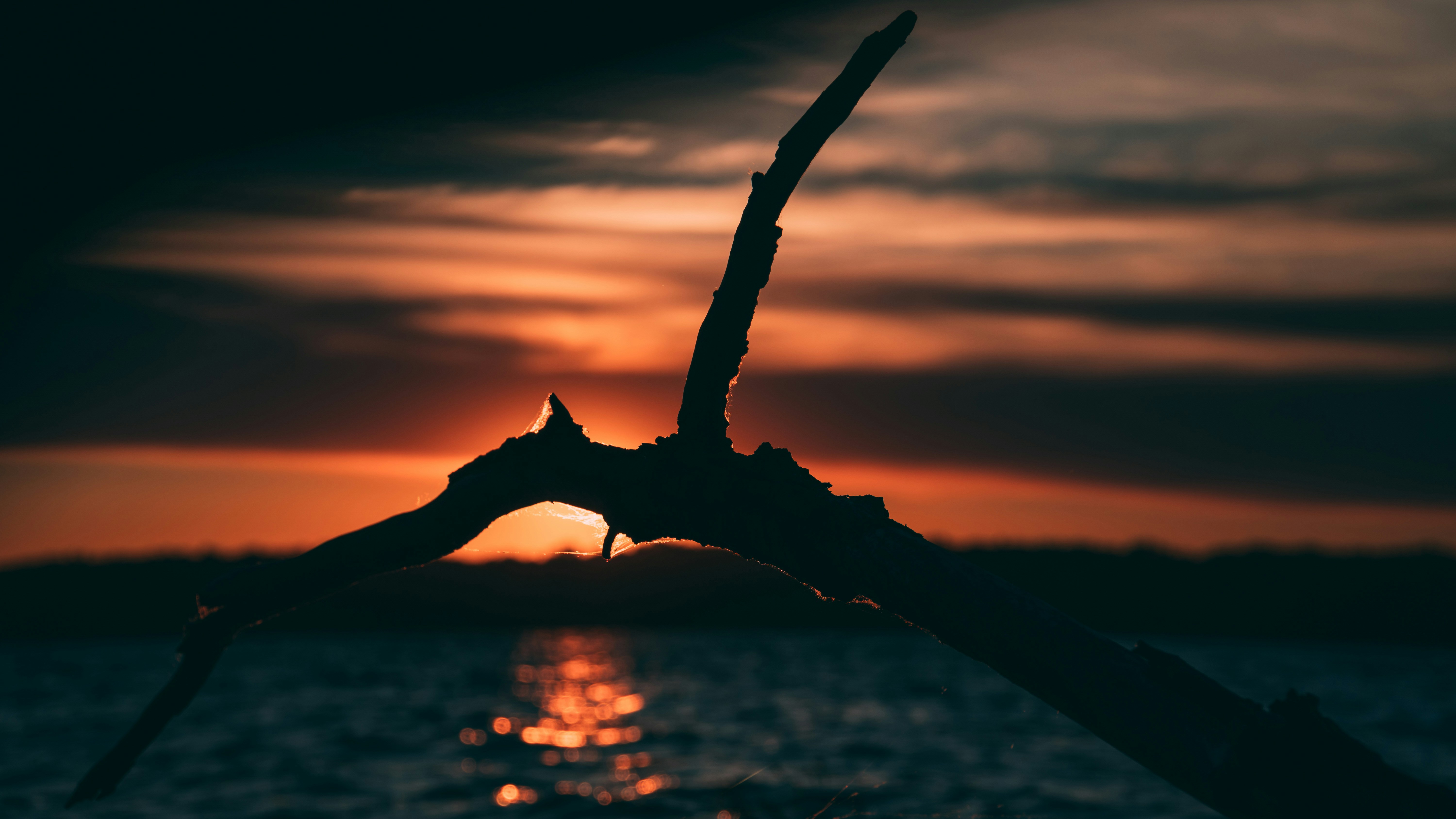 Silhouette at Dusk: The Wounded Branches Framing a Fiery Horizon