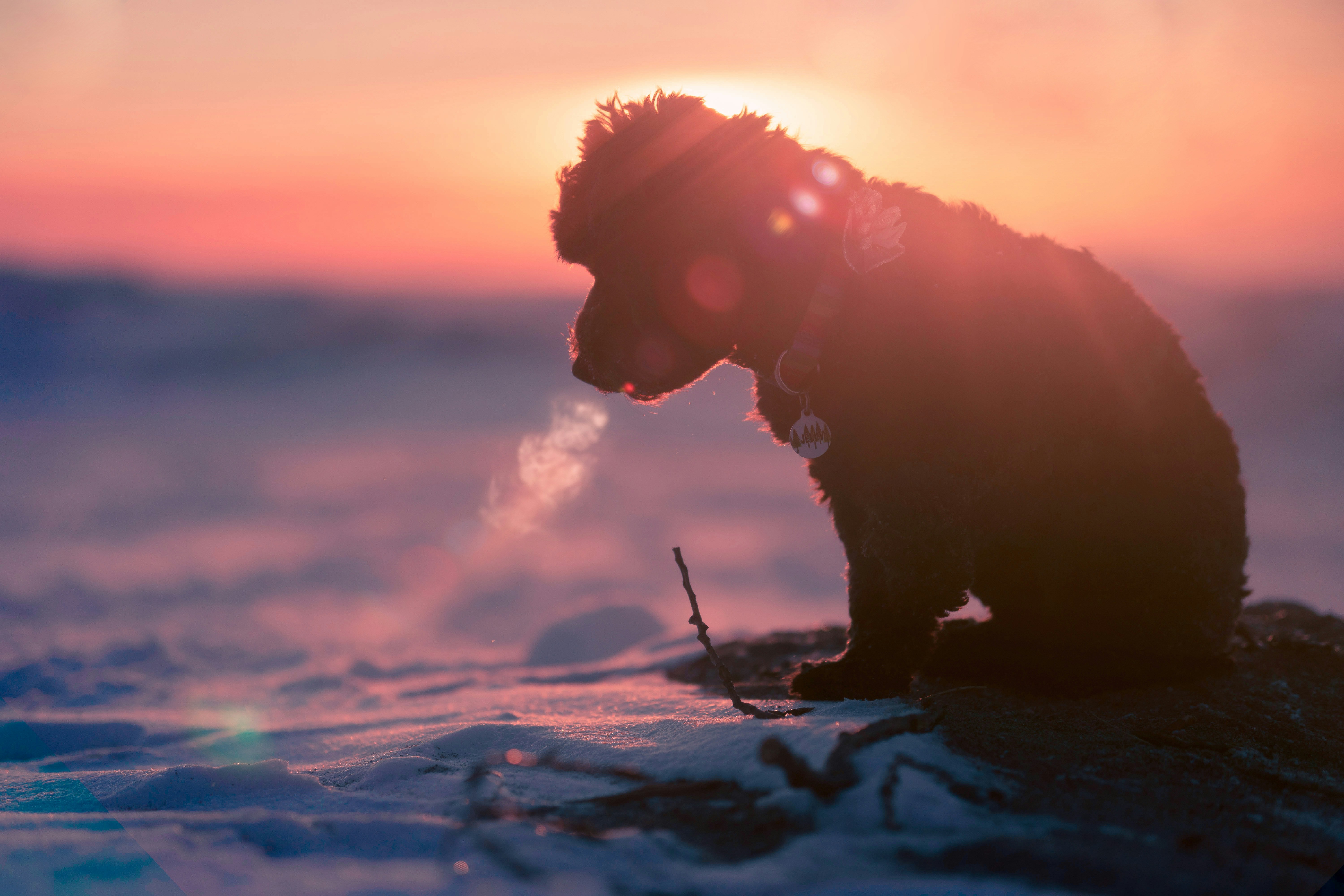 Silhouette in the Snow: A Pensive Puppy at Sunset