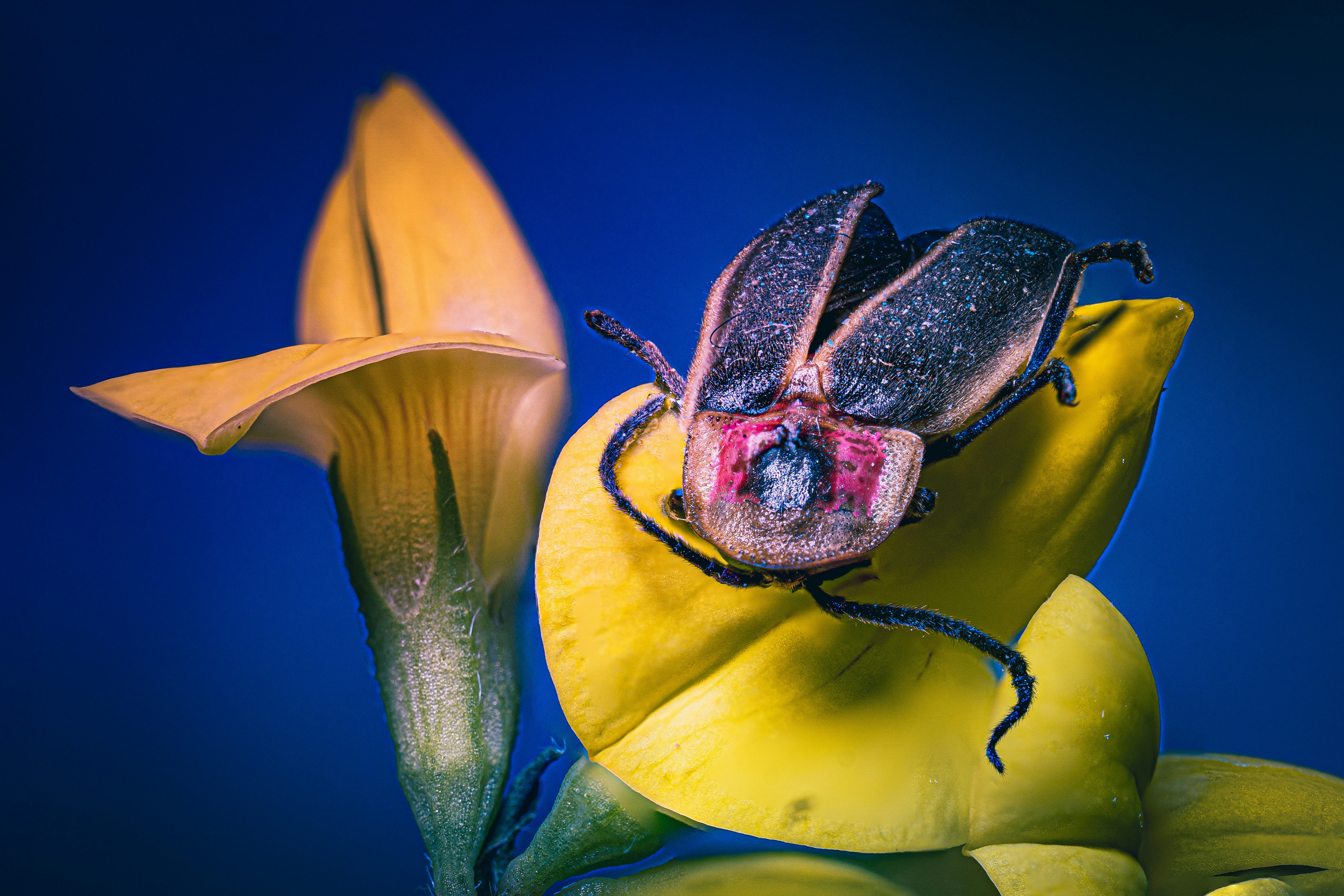 Electric Blue Backdrop Elevates a Jewel Beetle on a Canary-Yellow Blossom