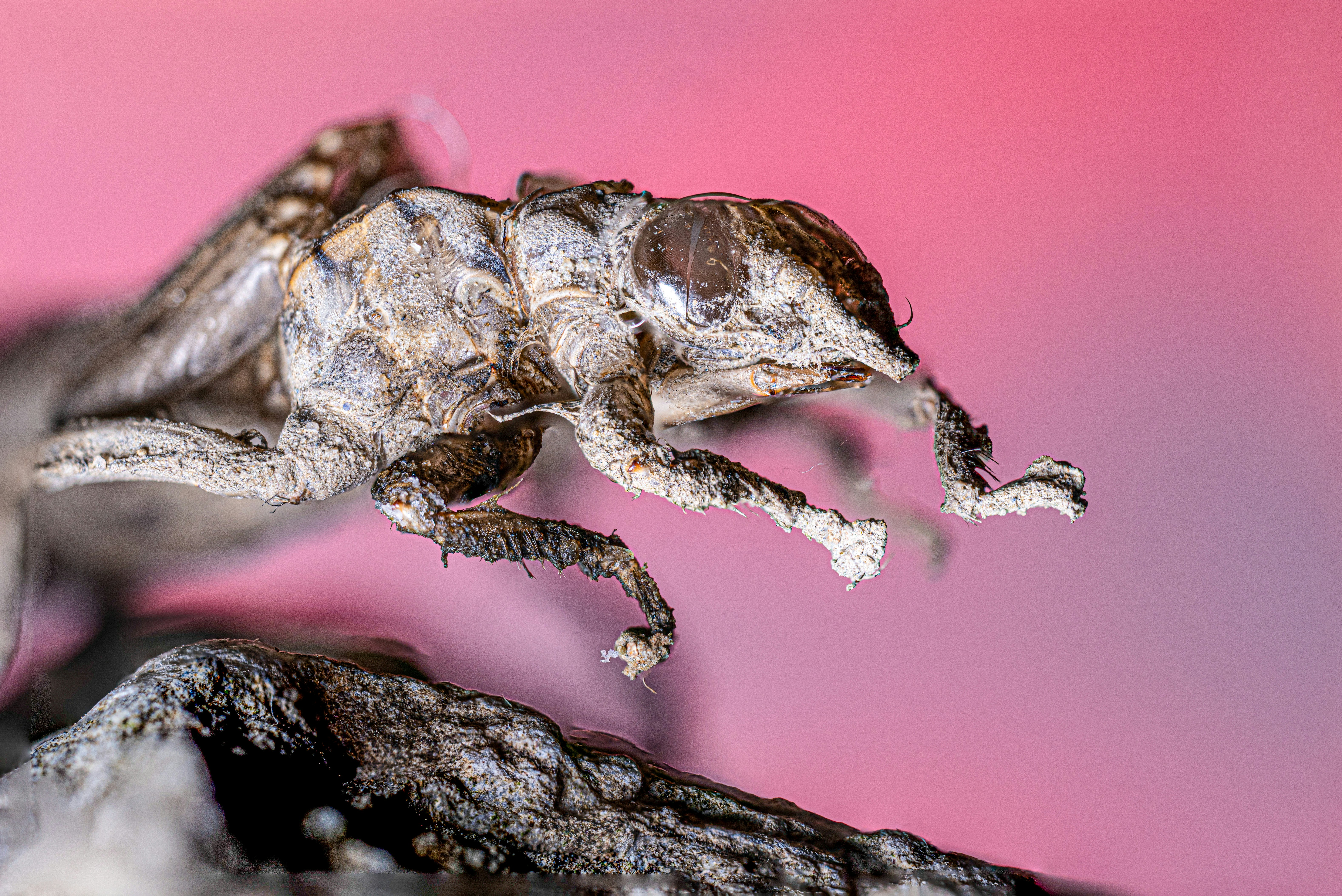 Dust and Decay: Macro Portrait of a Dehydrated Insect Remnant