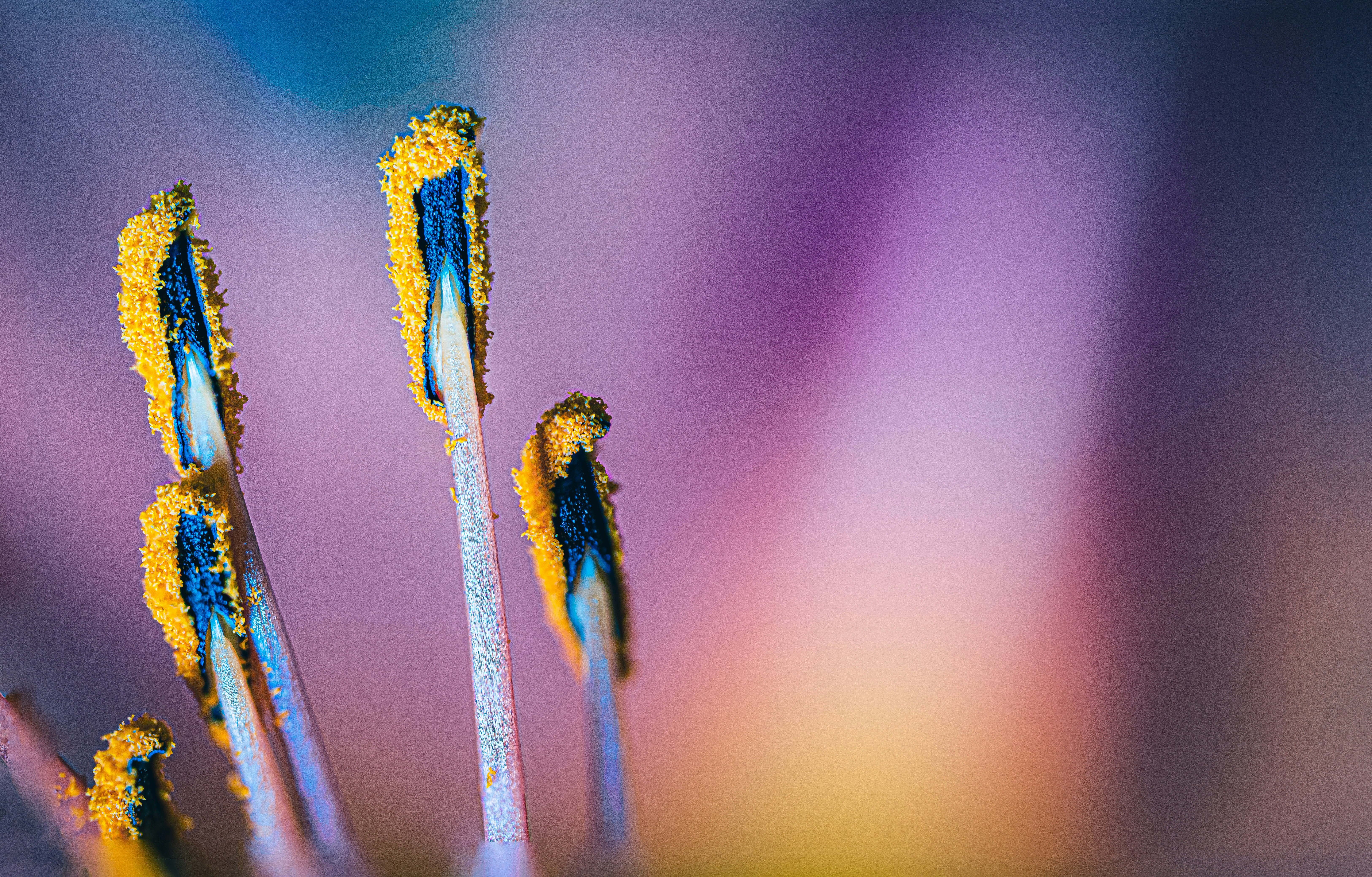 Close-up of pollen-coated stamen against a soft, colorful bokeh backdrop, highlighting intricate textures and vibrant contrast. This is a macro photograph.