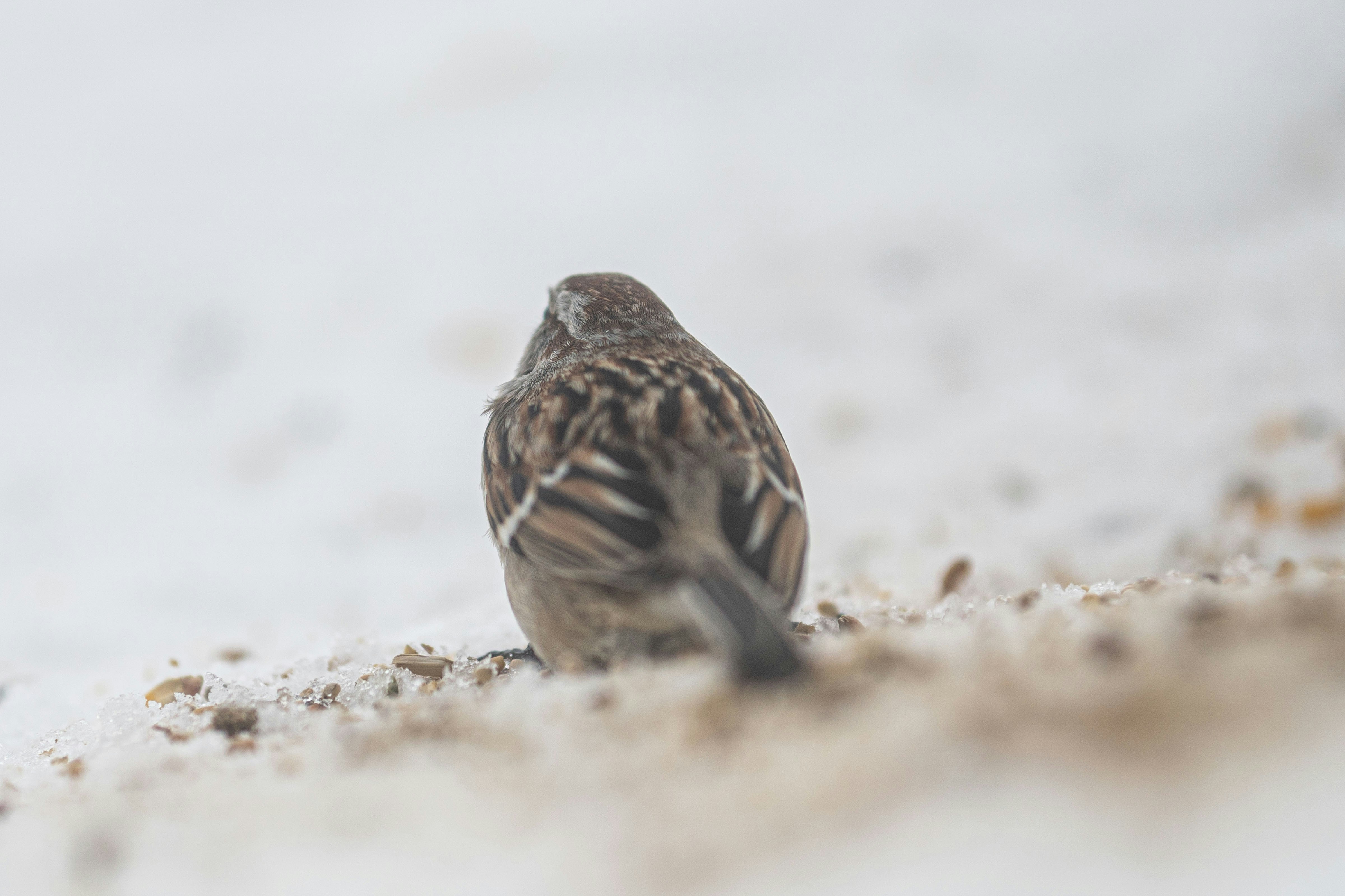 a small bird is standing in the snow