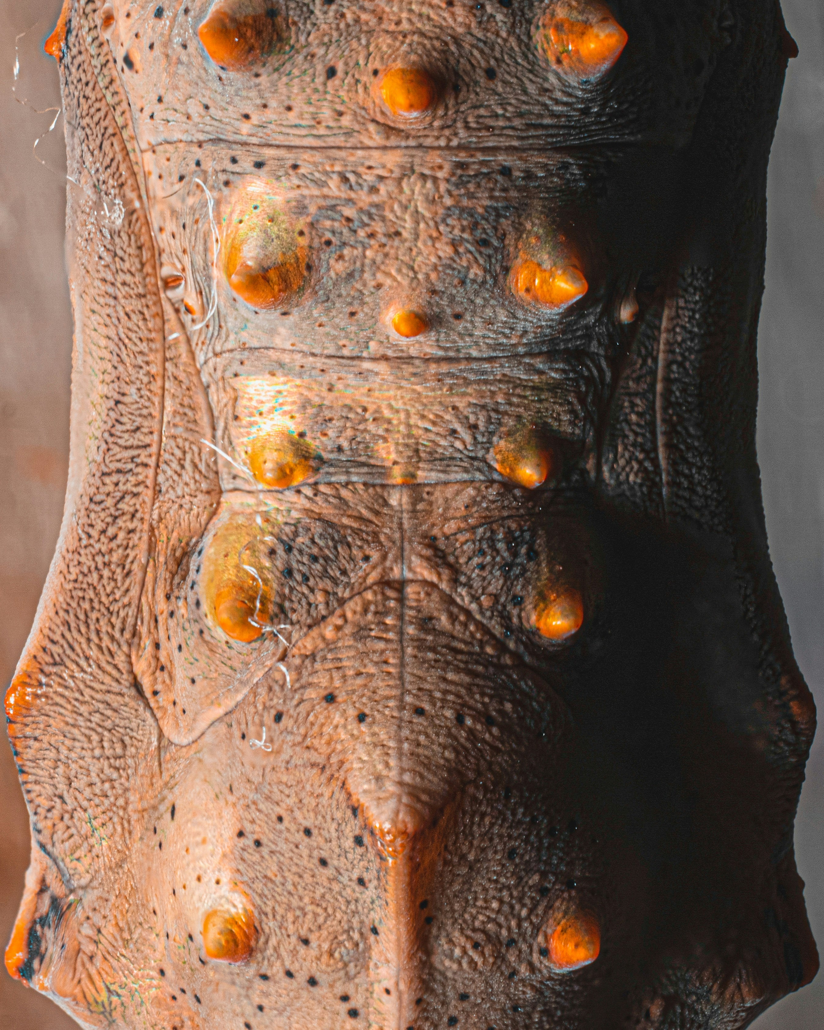 Leather Goddesses Of Phobos Pictures | Download Free Images on Unsplash