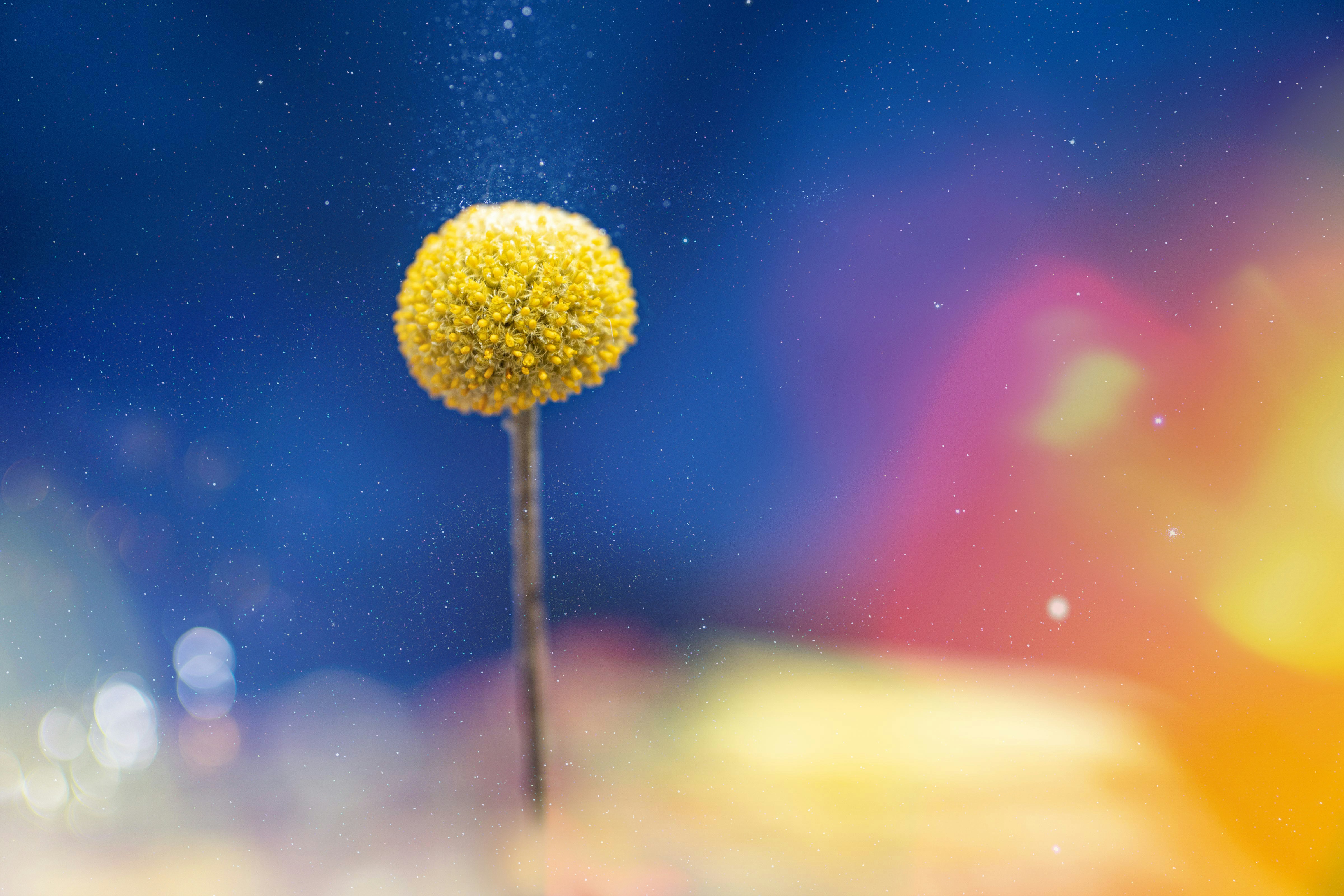 Lone Pompon Bloom Pierces a Velvet Neon Bokeh