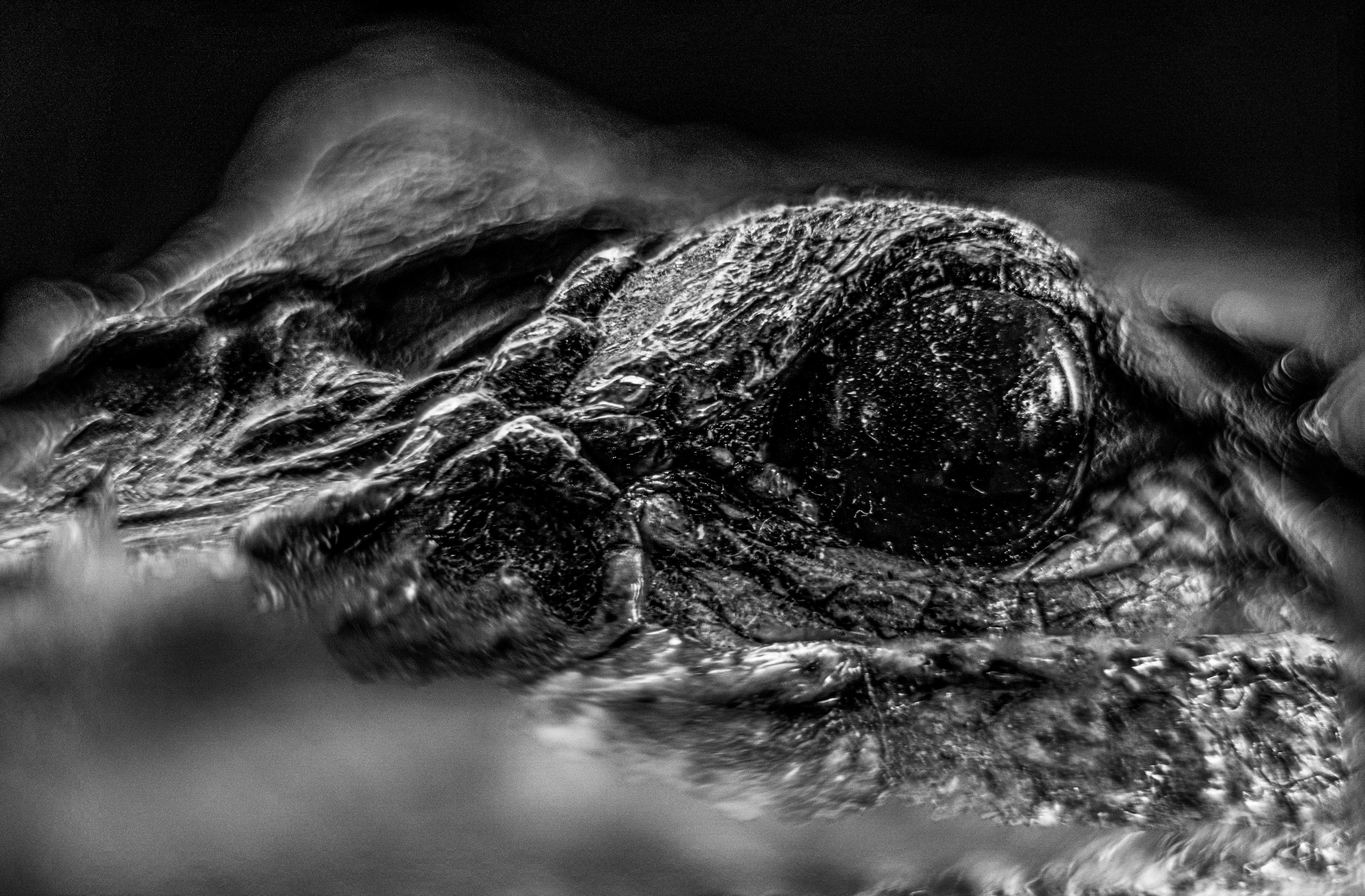 Une photo en noir et blanc d’un alligator photo – Photo Gris Gratuite ...