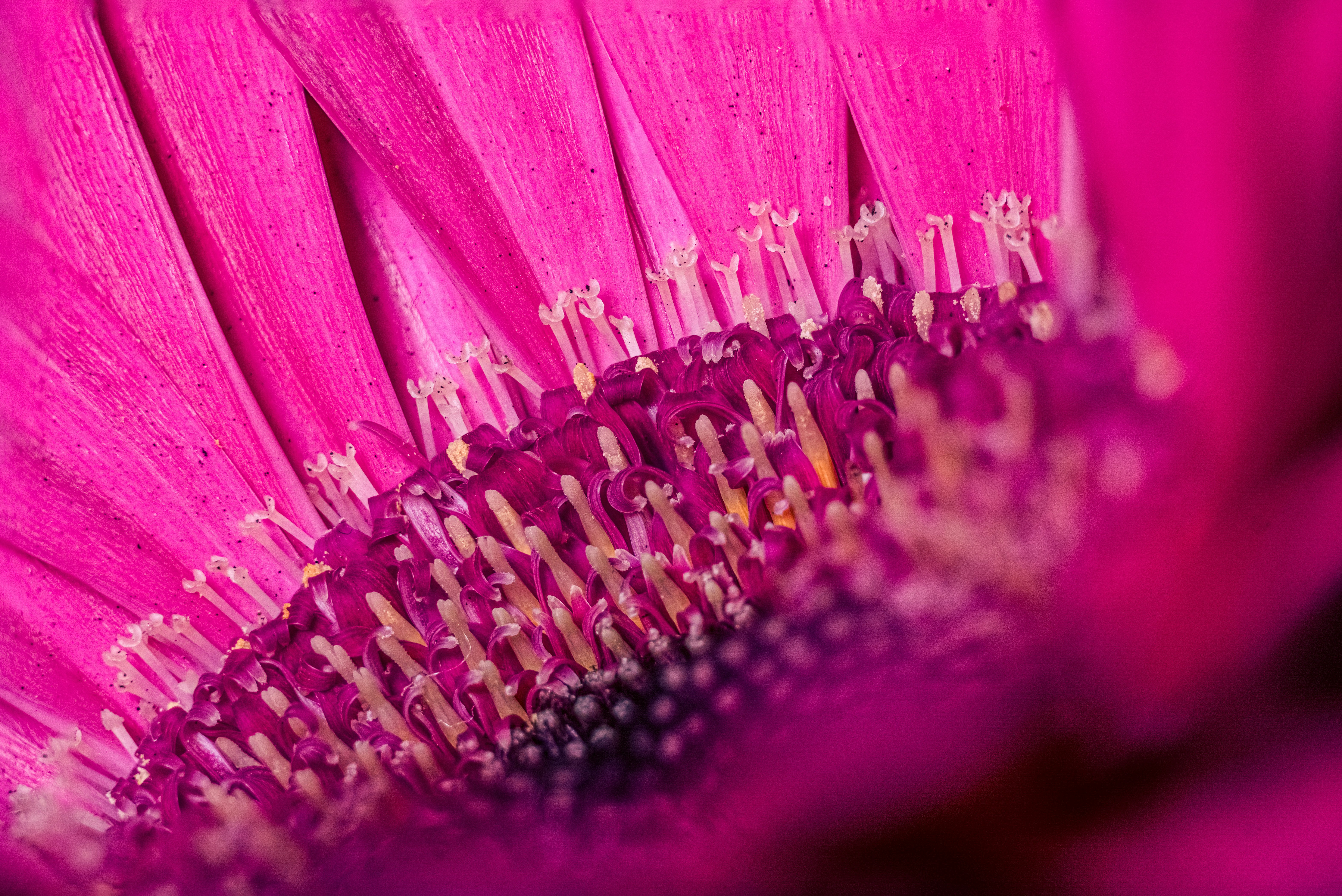 Close-up view of a vibrant pink flower showcasing its delicate inner structure and intricate details. The focus highlights the floral anatomy with rich color saturation.