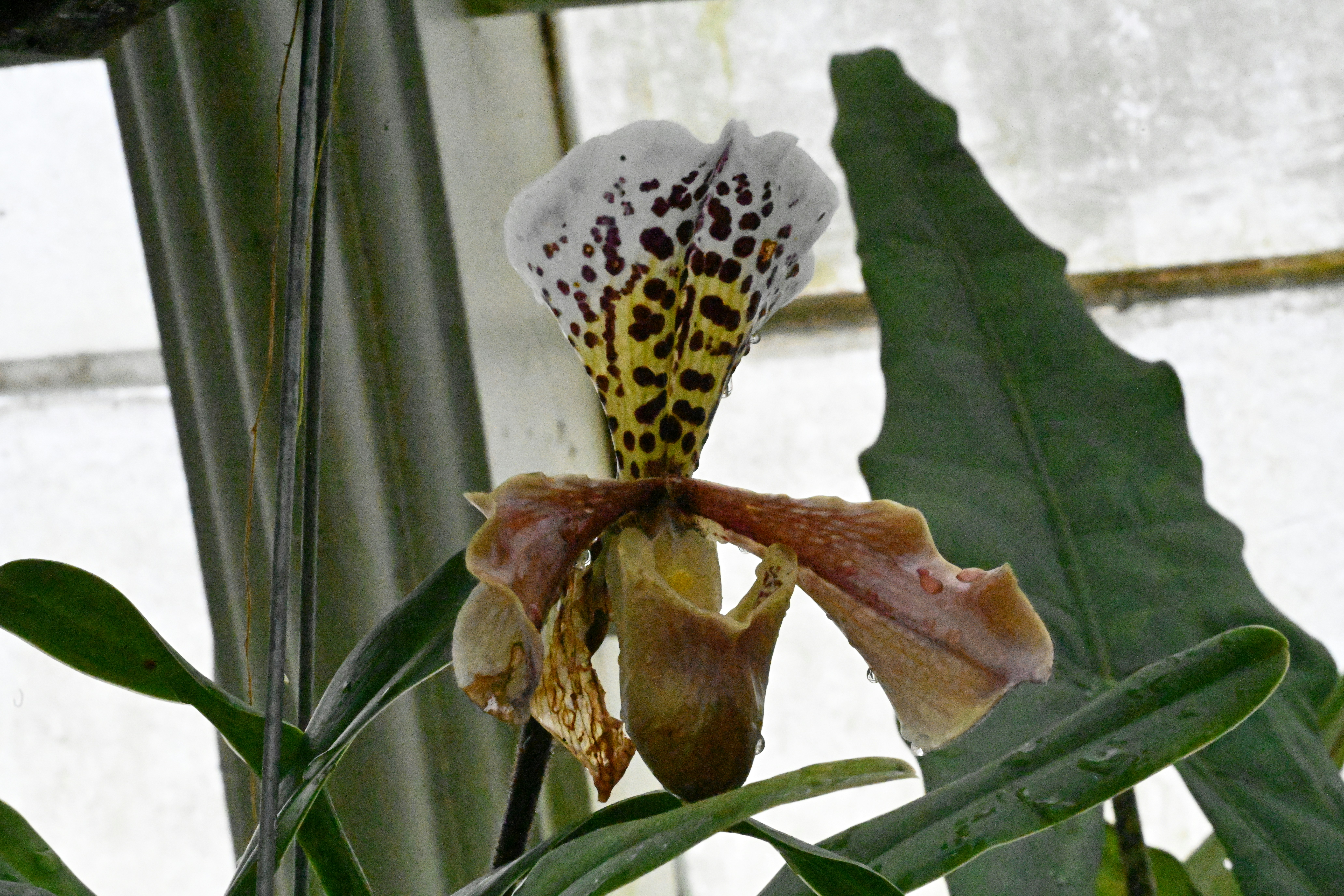 Paphiopedilum slipper orchid in a sunlit greenhouse