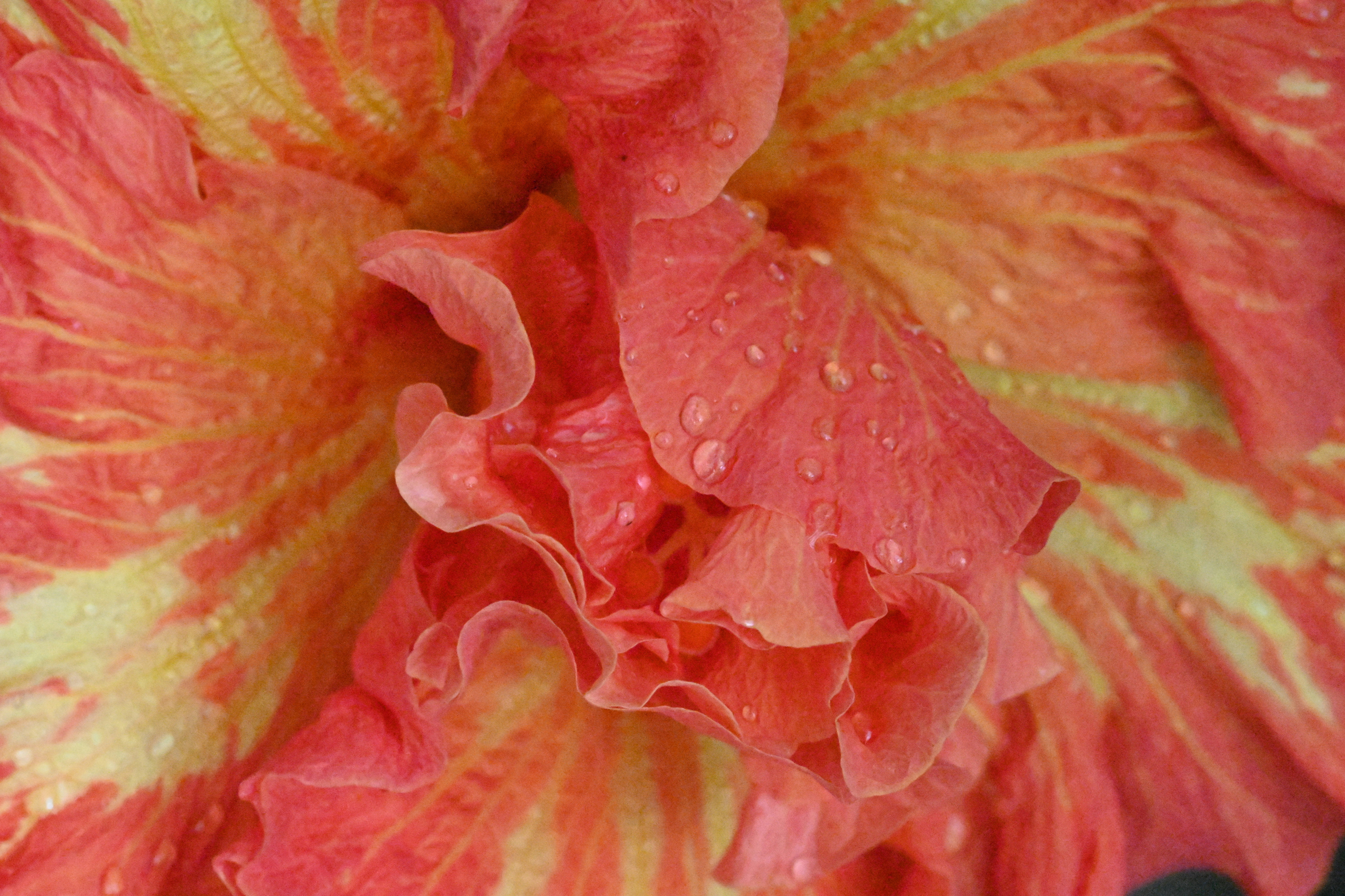 Crimson Velvet: a macro study of dew-dusted petals