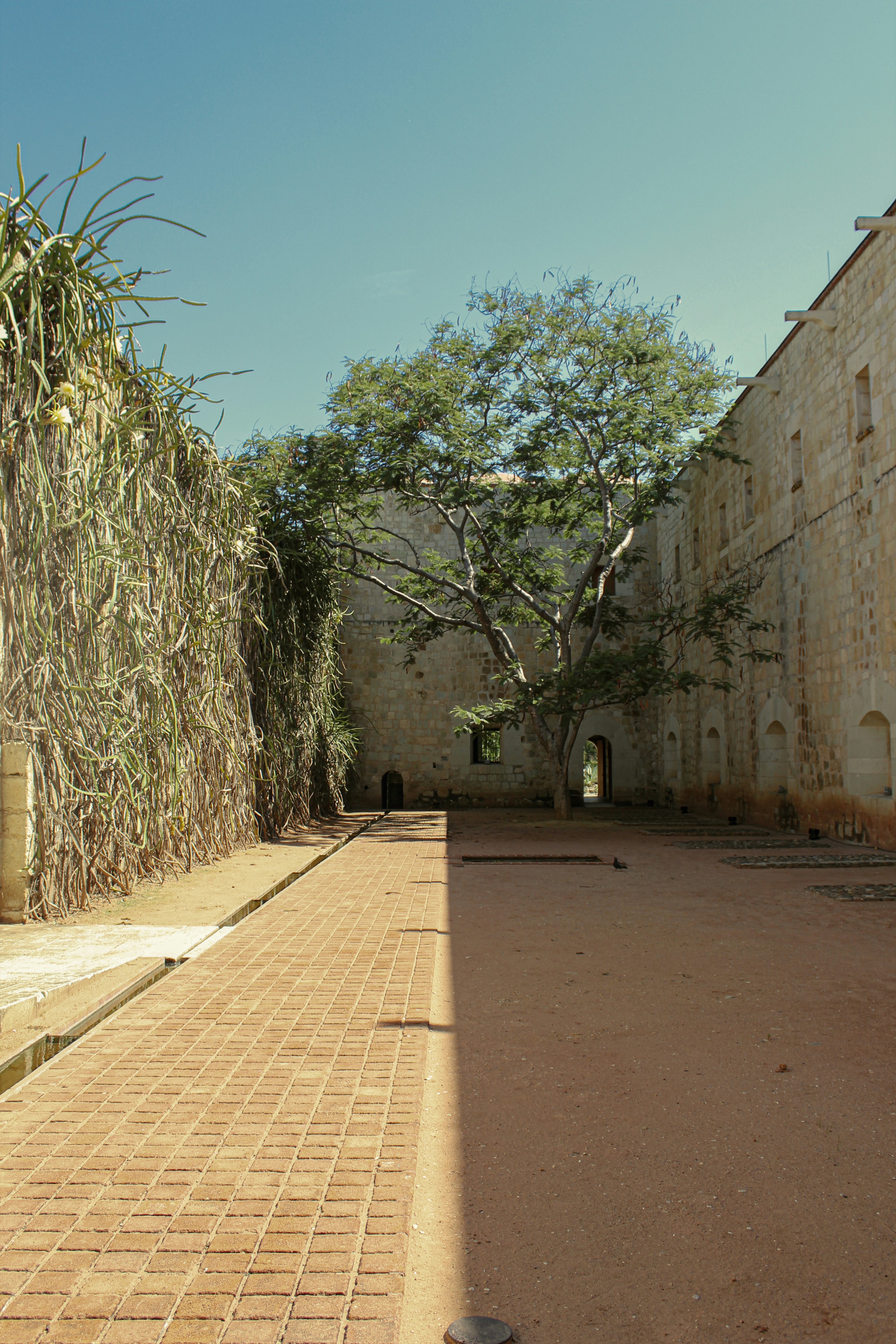 A brick walkway between two buildings and a tree photo – Free Grey ...