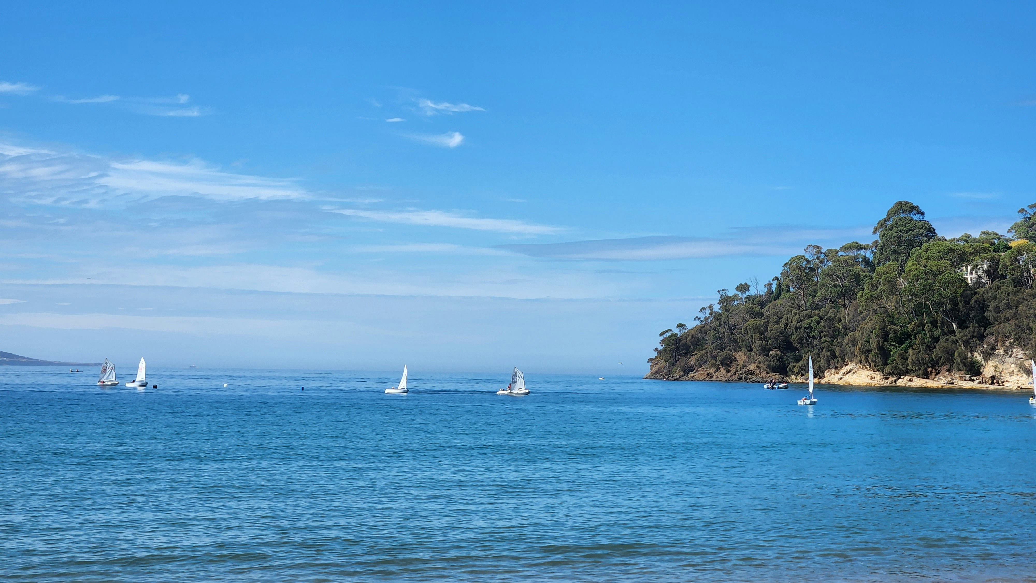 Fleet of Sails on a Calm Blue Bay Framed by a Forested Cape