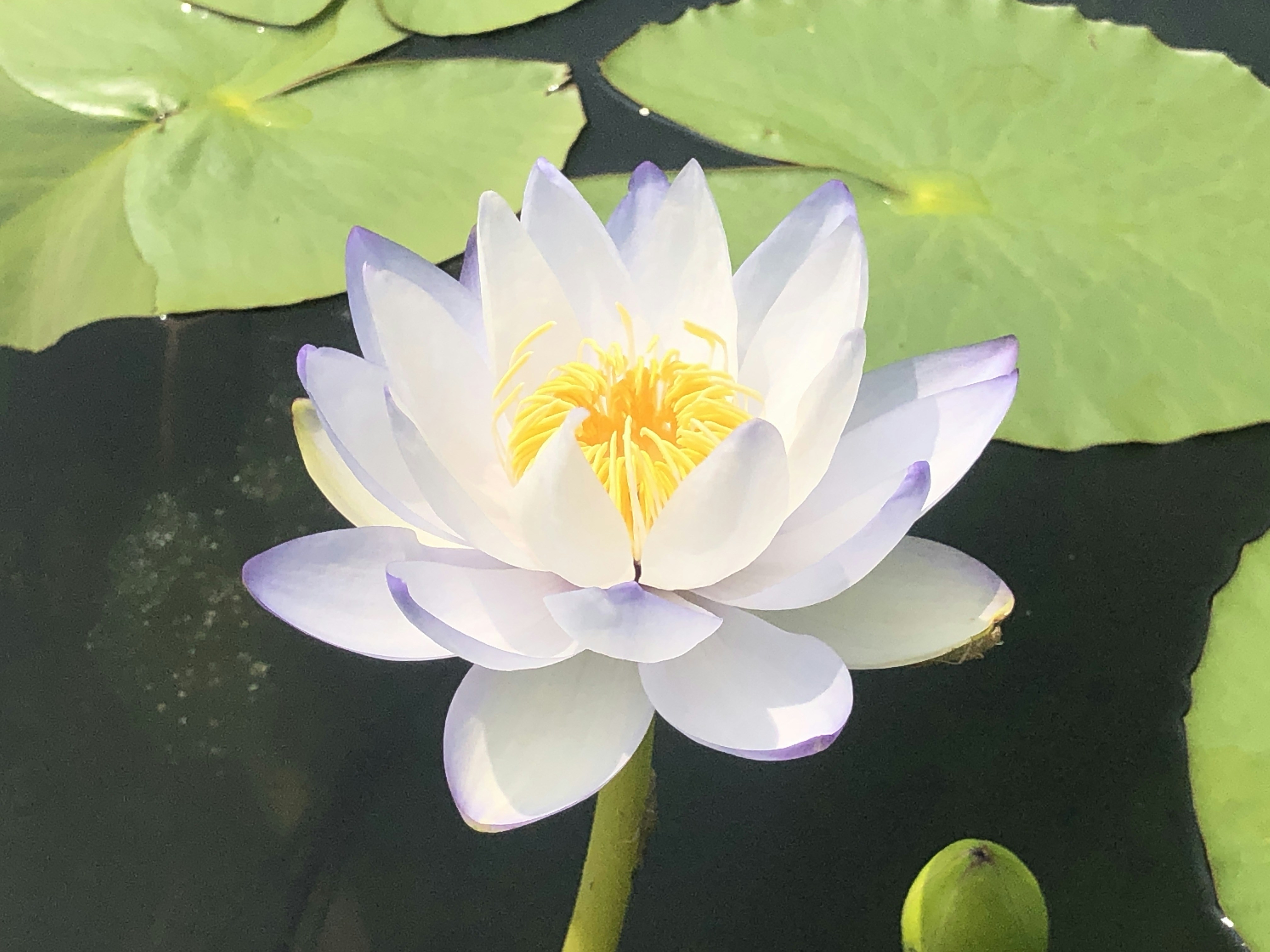 a white and yellow water lily in a pond