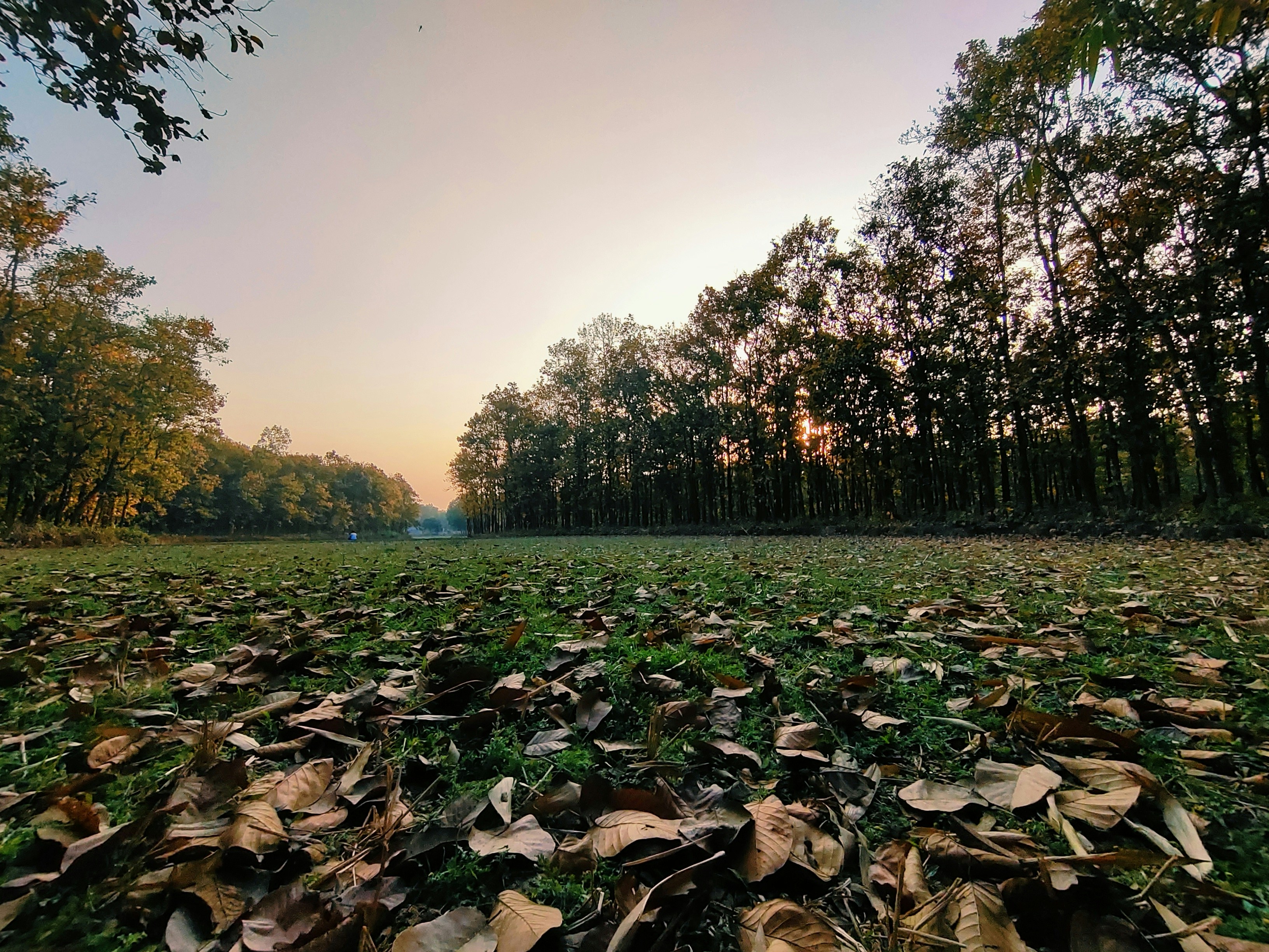 Sunset light spills across a park floor strewn with fallen leaves, with a distant tree line framing the open field.