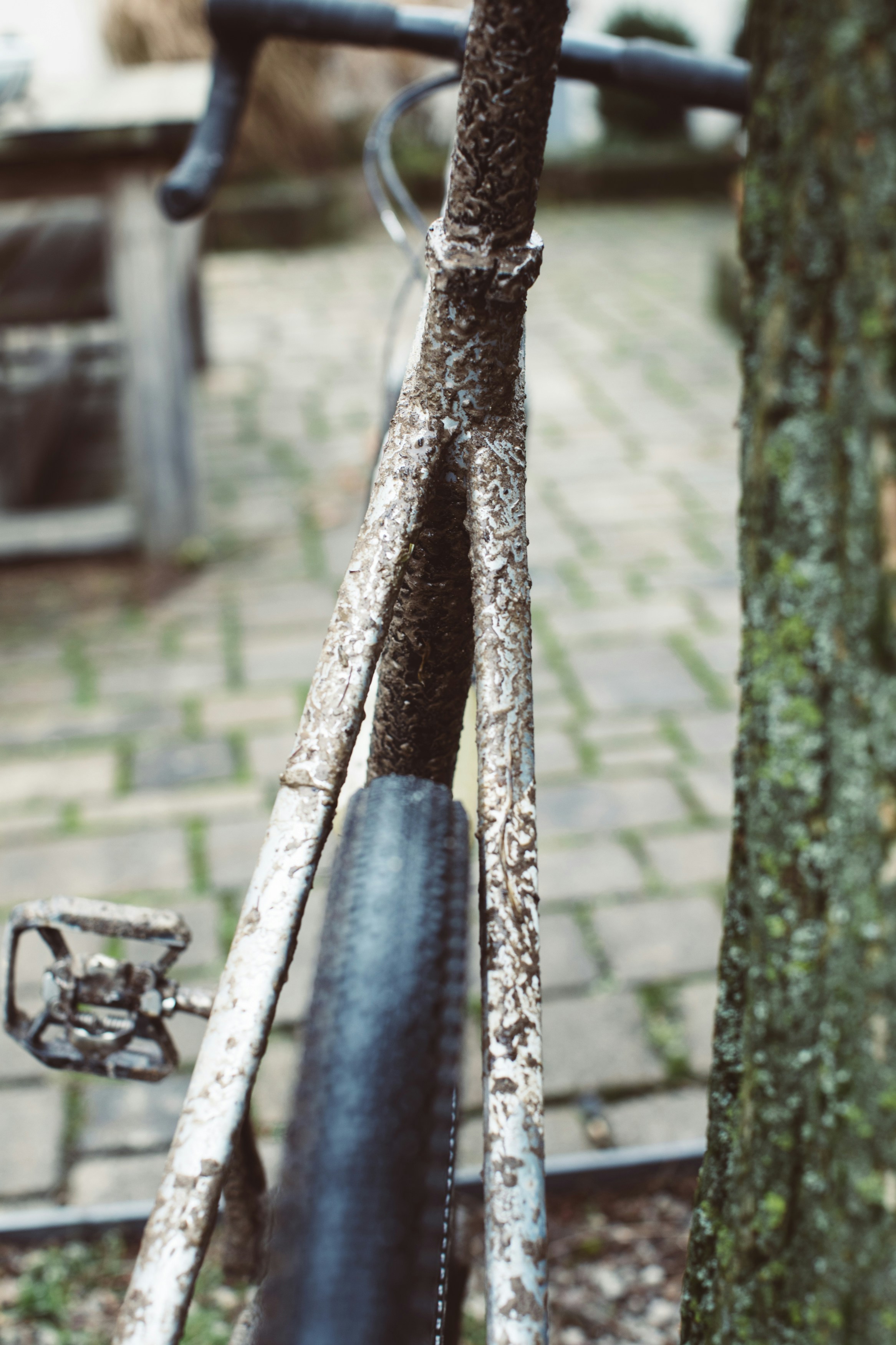 Close-up of a weathered bicycle frame leaning against a tree, showcasing its textured surface and the surrounding cobblestone path.