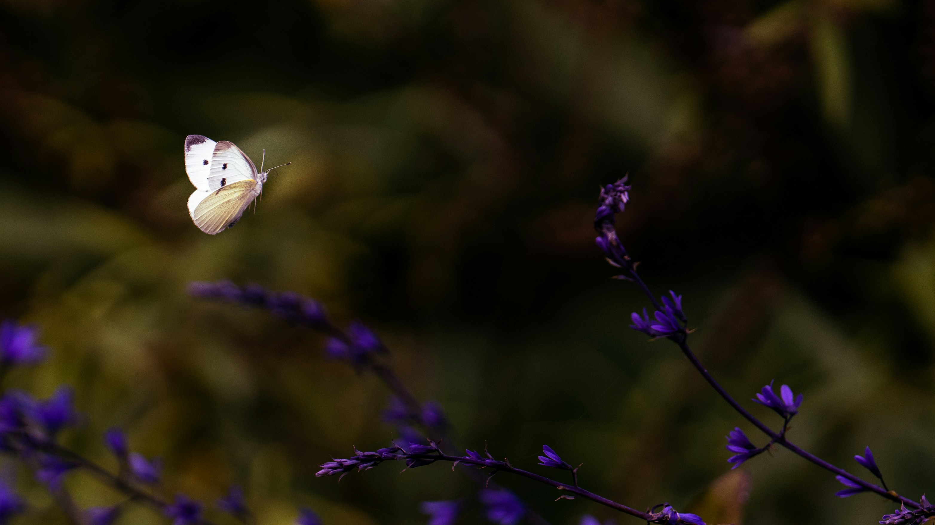 Gossamer Wing over Lavender Spires