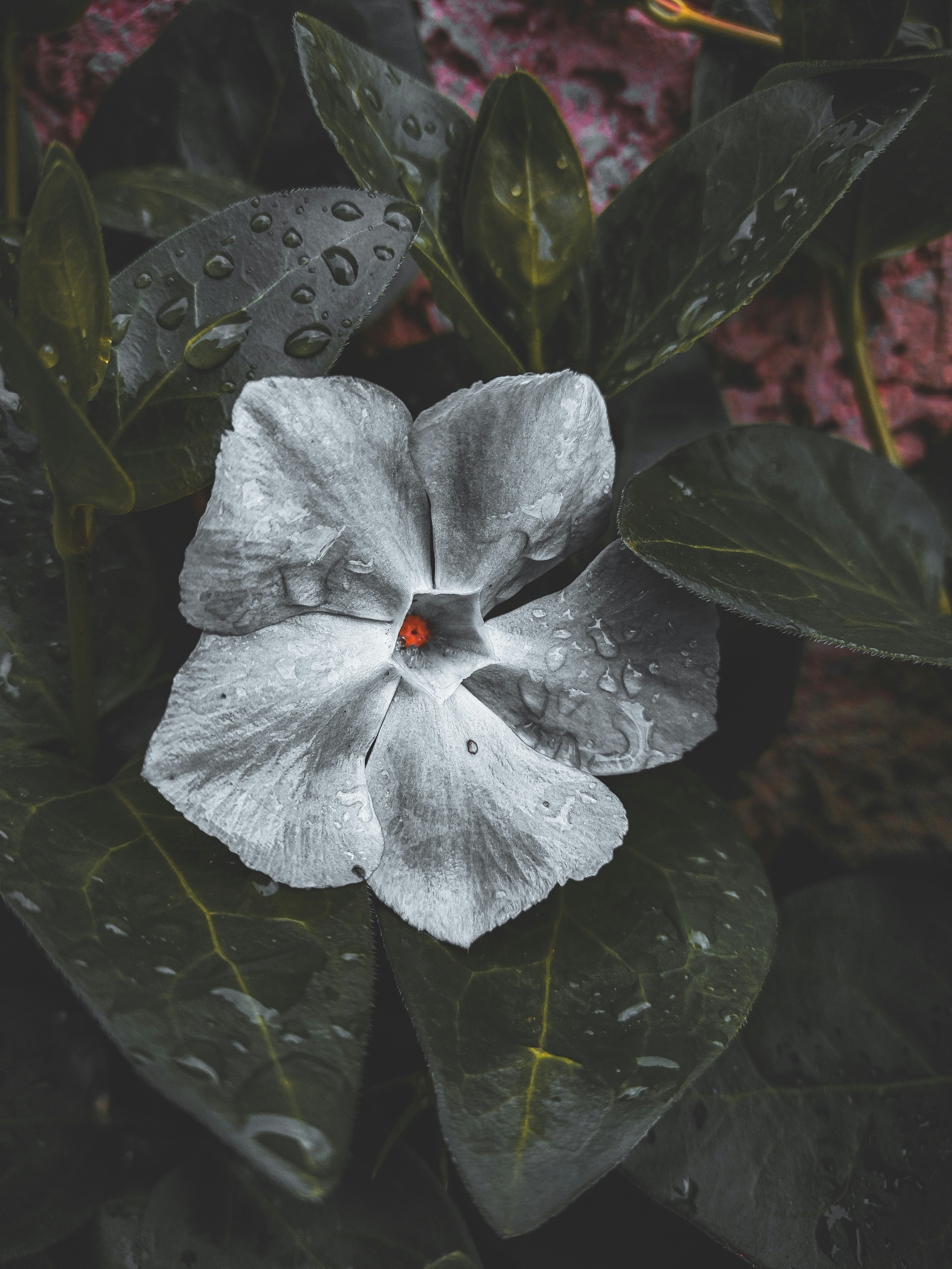 Dew-Kissed White Five-Petal Bloom Anchored by Deep Green Shadow