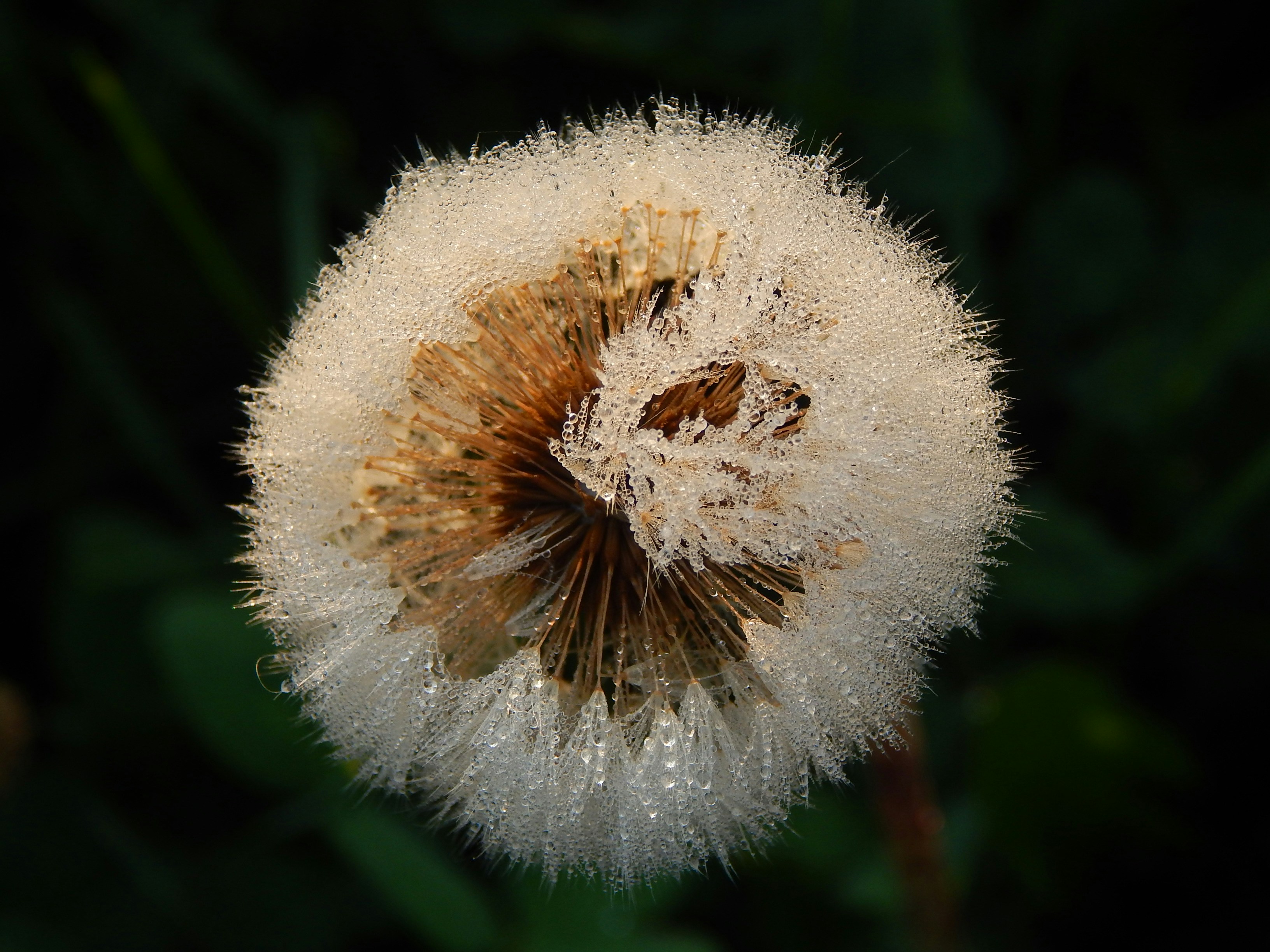 Dandelion puff adorned with glistening droplets of morning dew, set against a dark green backdrop.