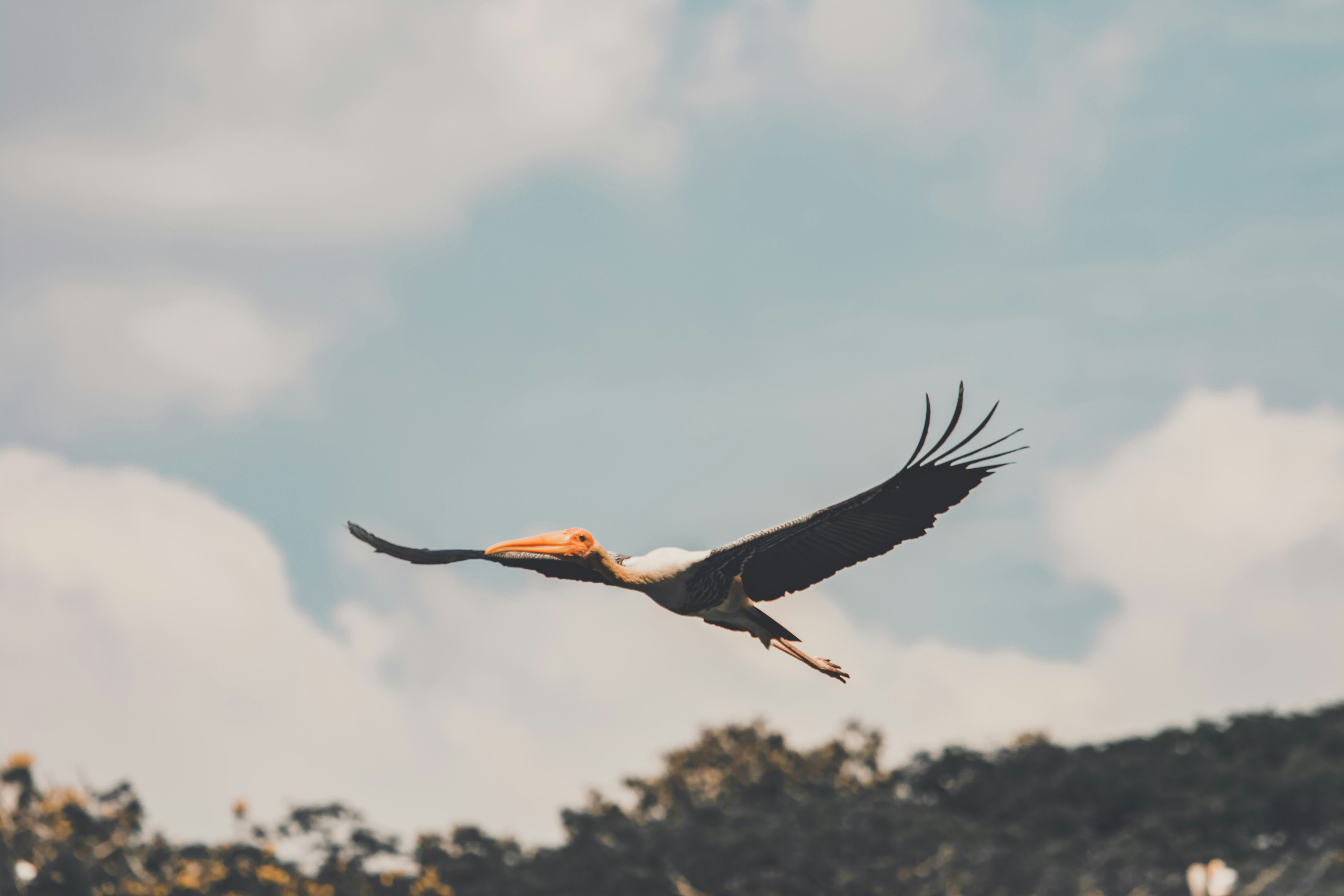 Soaring Pelican Against a Cloudy Canvas