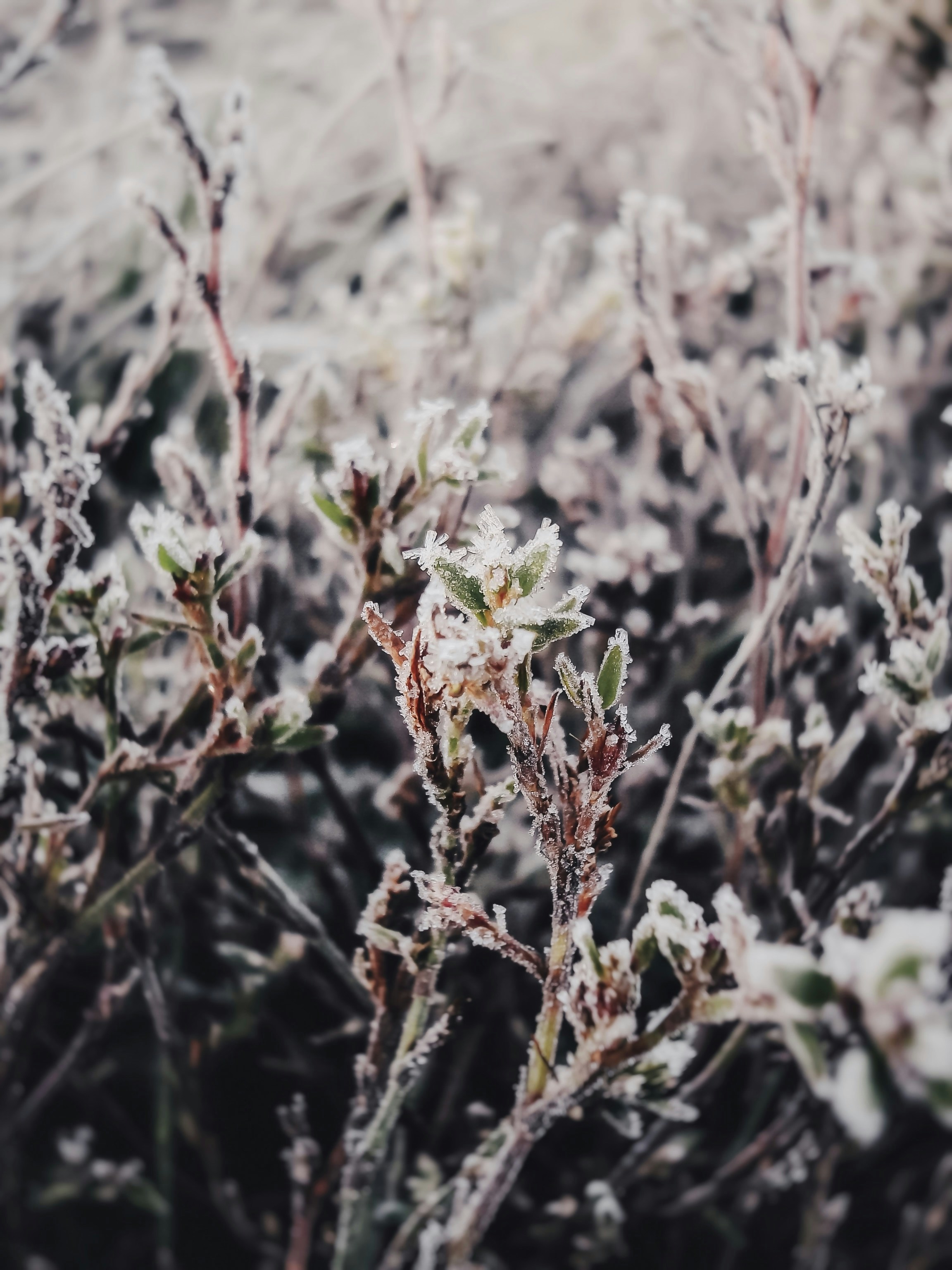 Frosted Fronds: a Misty Morning Among Silvery Buds