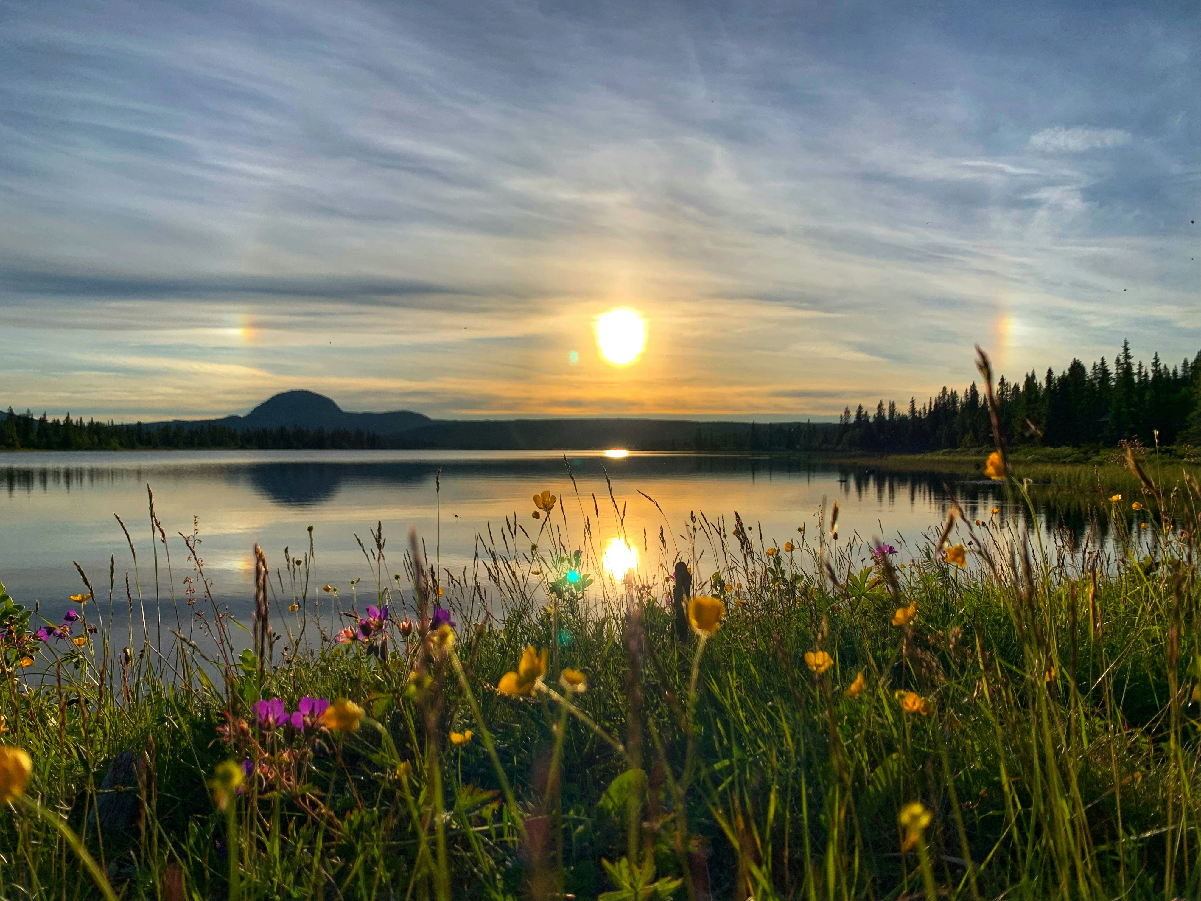 The sun is setting over a lake with wildflowers in the foreground photo ...