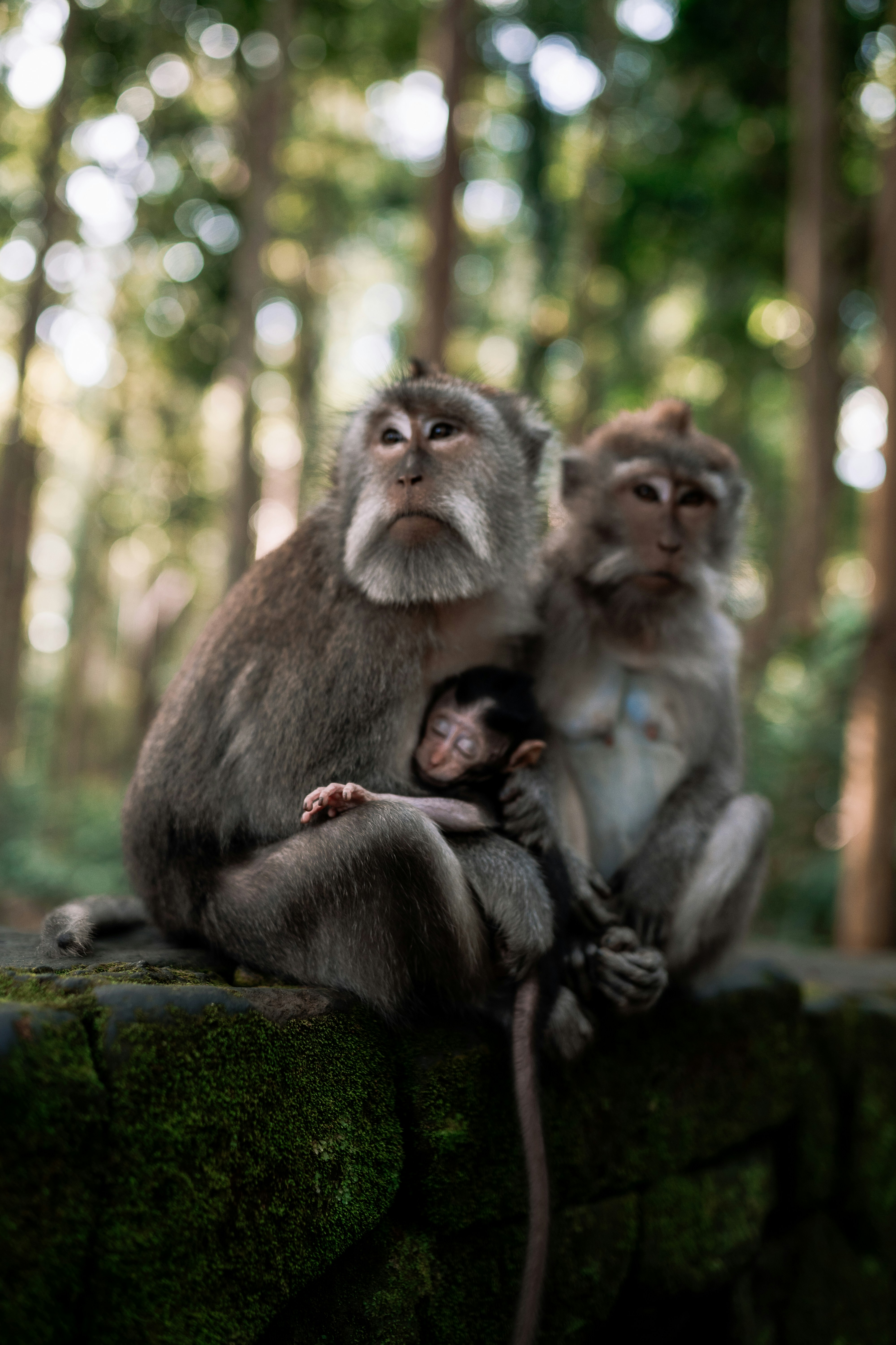 Family Bond in the Forest: A Gentle Moment of Primates