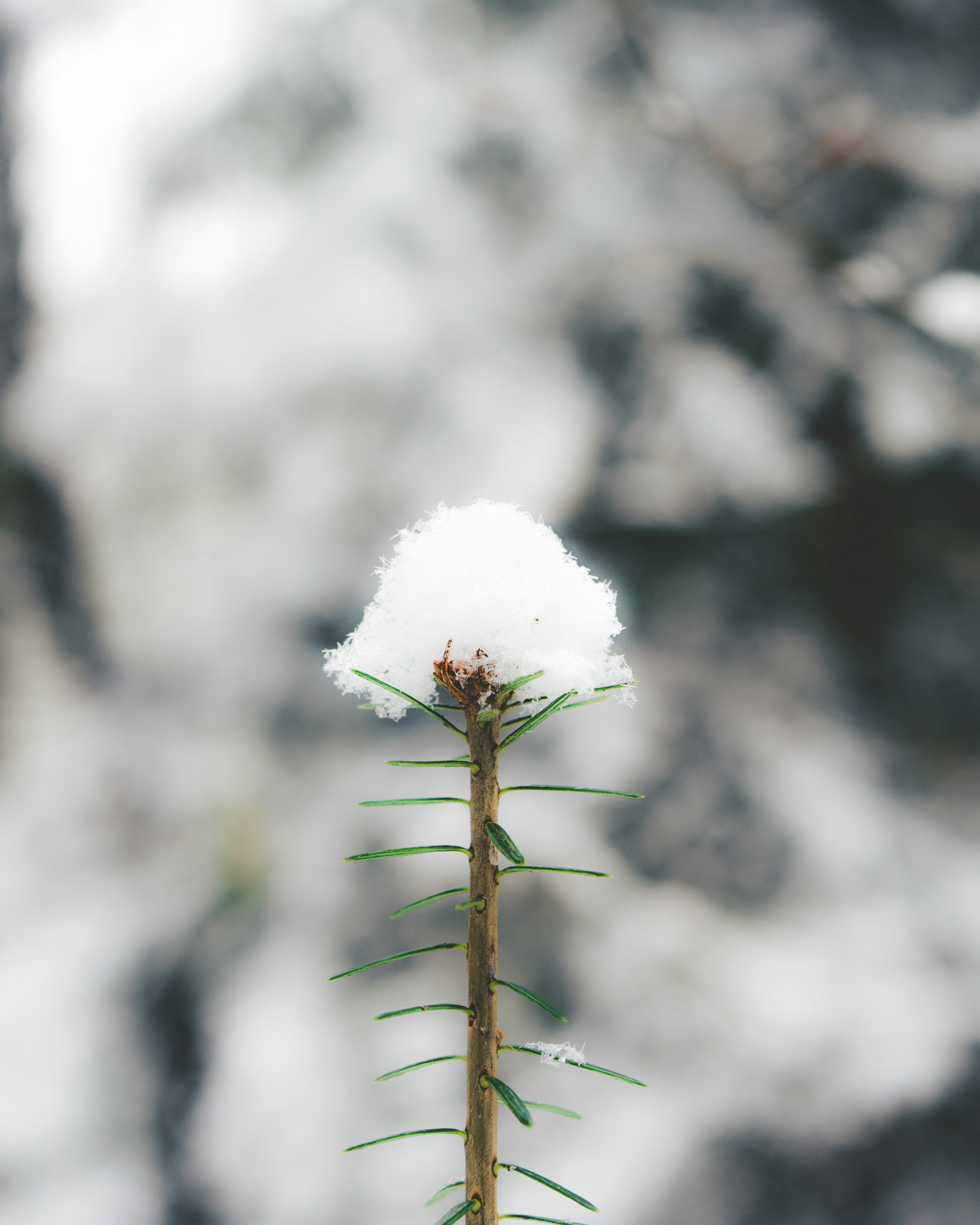 A plant with snow on top of it photo – Free Snow Image on Unsplash