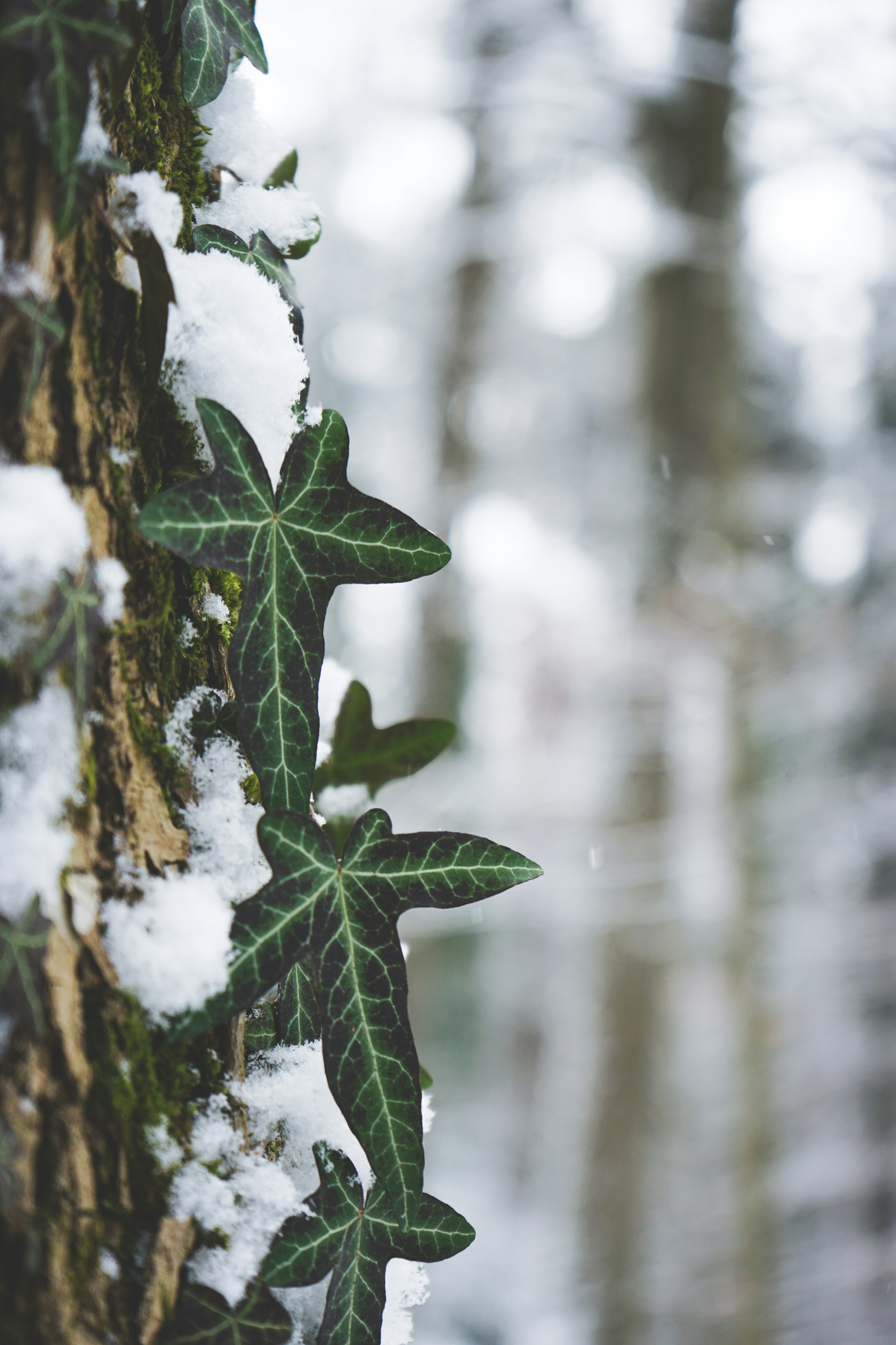 Icy Ivy Clings to Snow-Dusted Bark