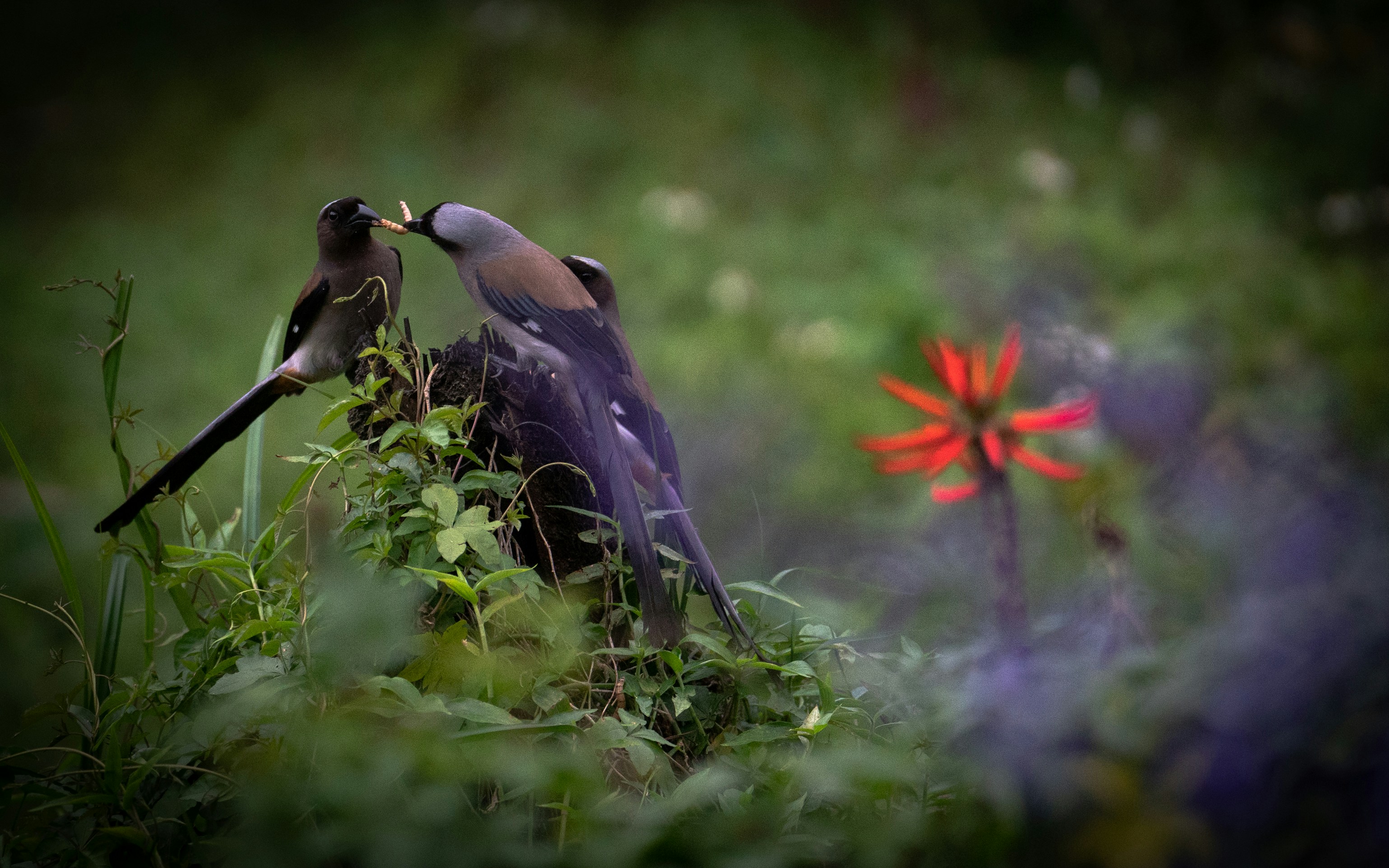 Two birds engaged in a feeding interaction amidst a vibrant green backdrop, with a striking red flower in the foreground.