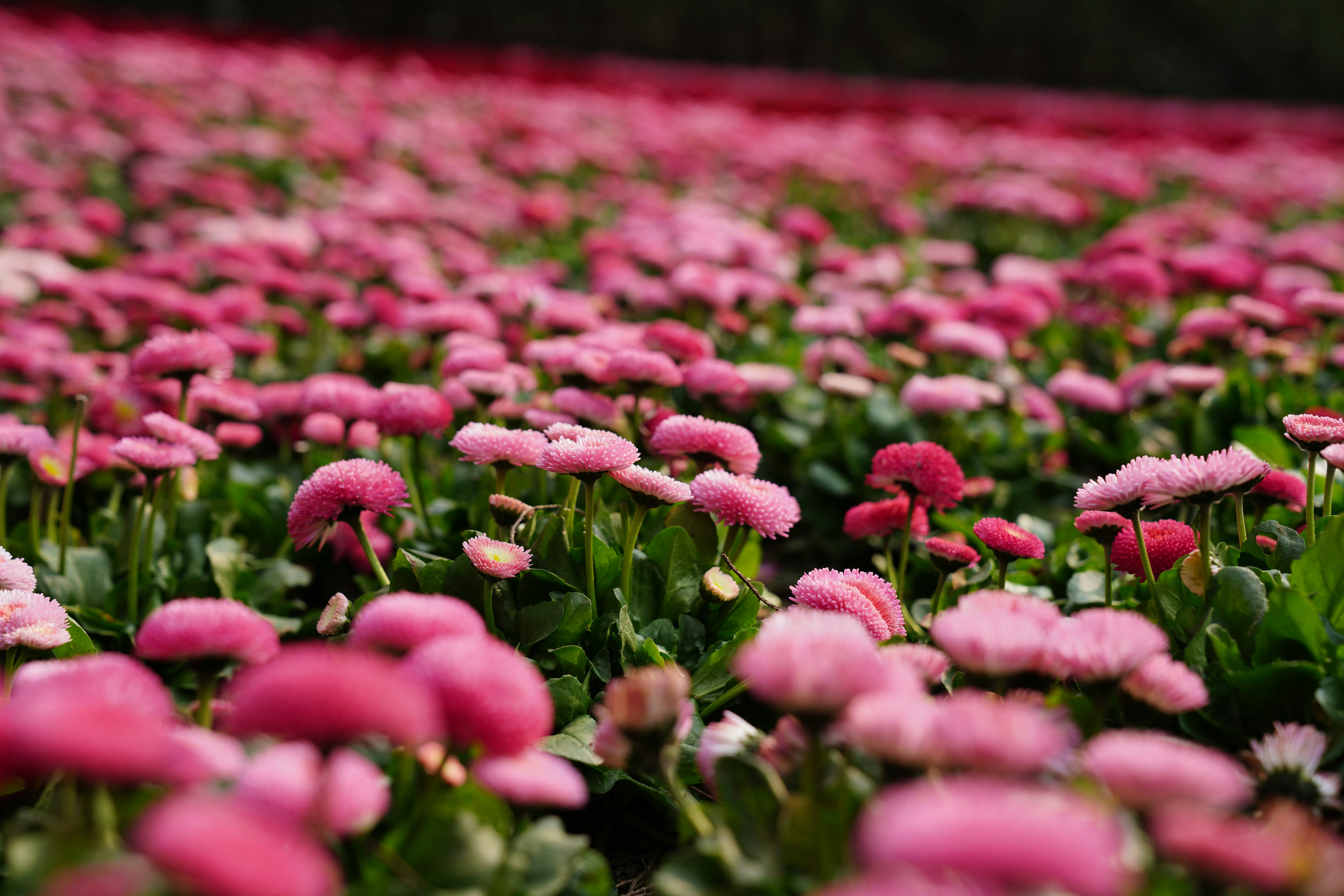 Petal Sea of Pink: A Close-Up Field of Chrysanthemums