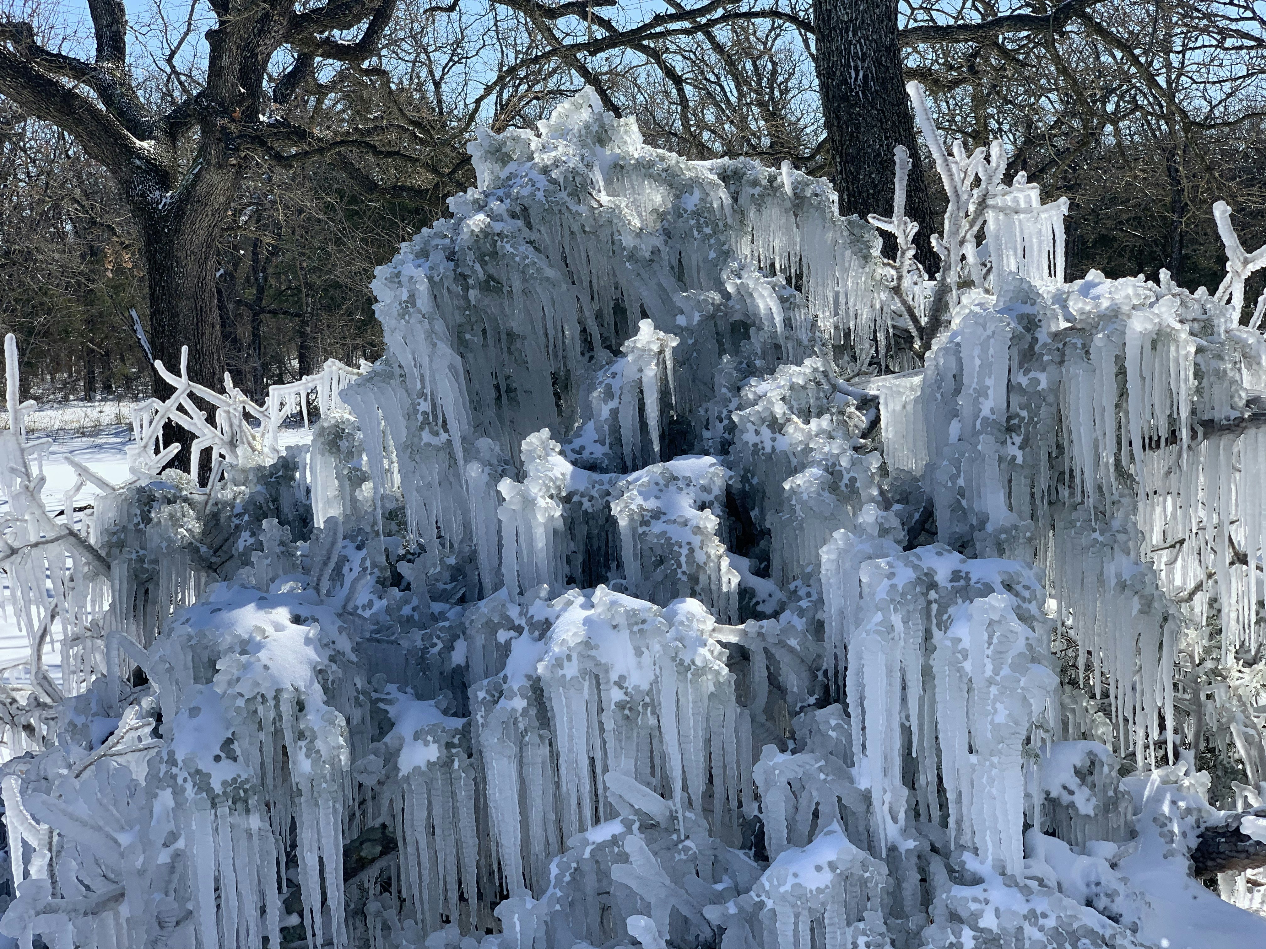 A bunch of ice covered trees in the snow photo – Free Winter Image on ...