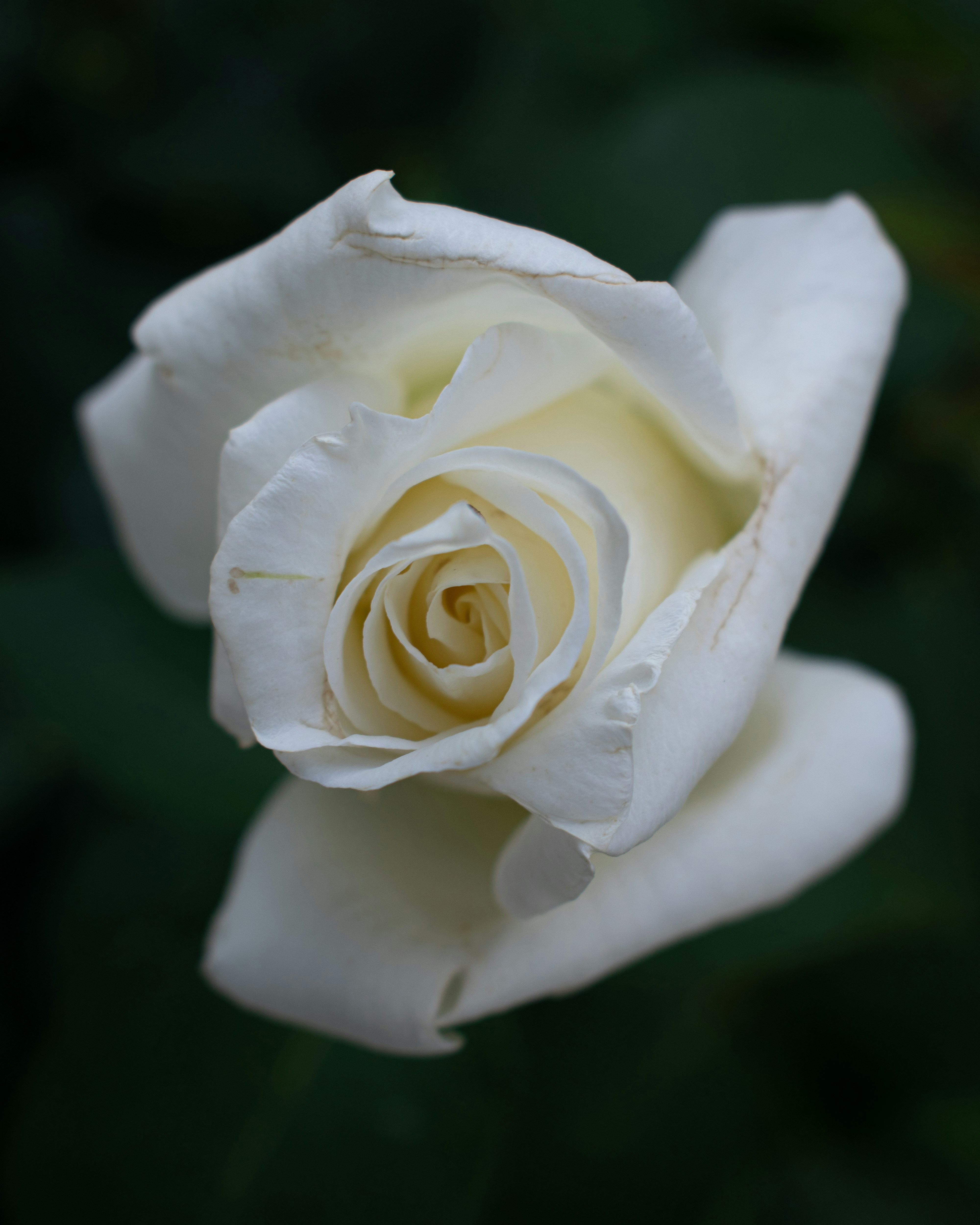 Foto zum Thema Eine weiße Rose mit grünem Hintergrund – Kostenloses ...