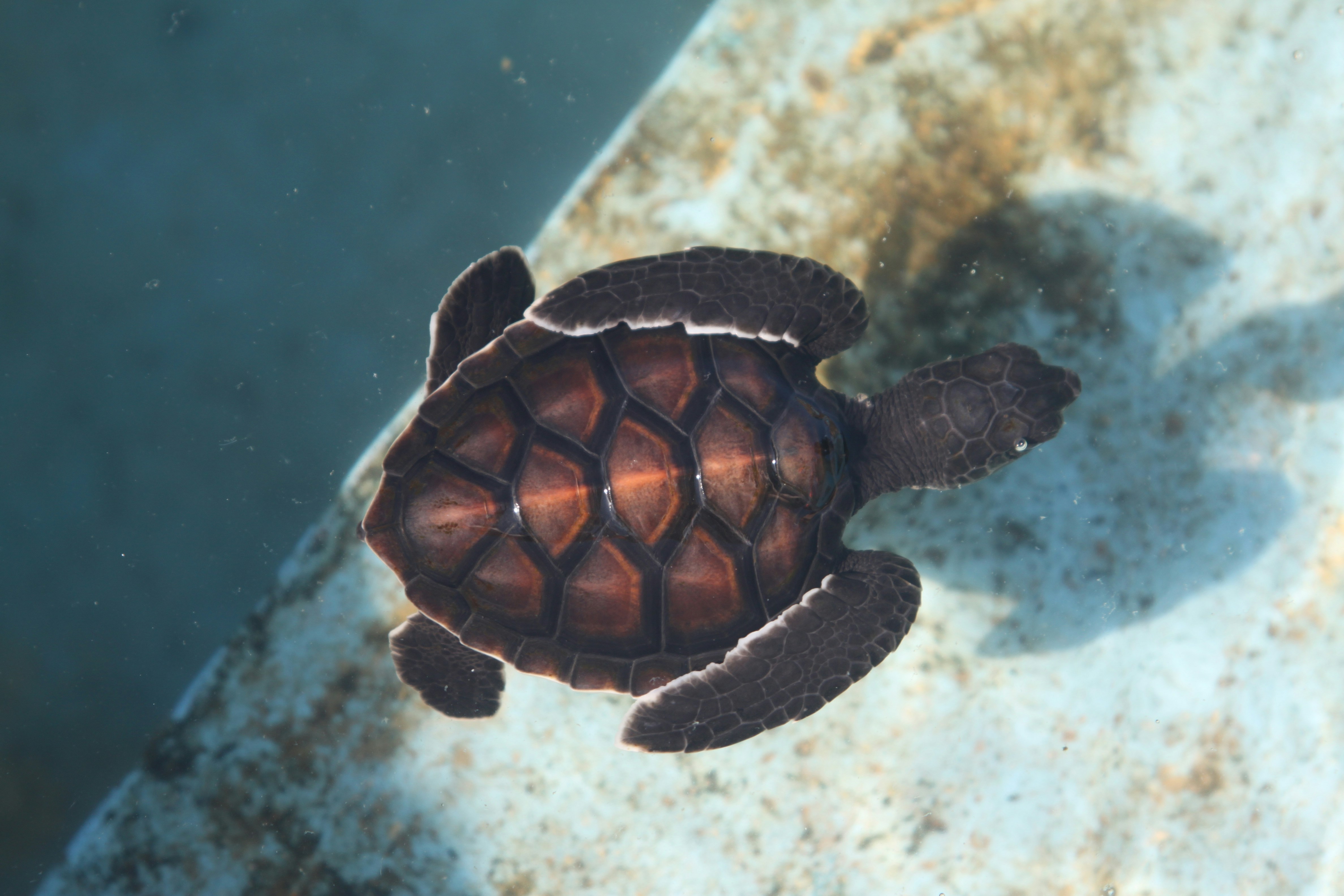 A young sea turtle gliding gracefully through clear waters, showcasing its intricate shell patterns against a backdrop of a sunlit surface.