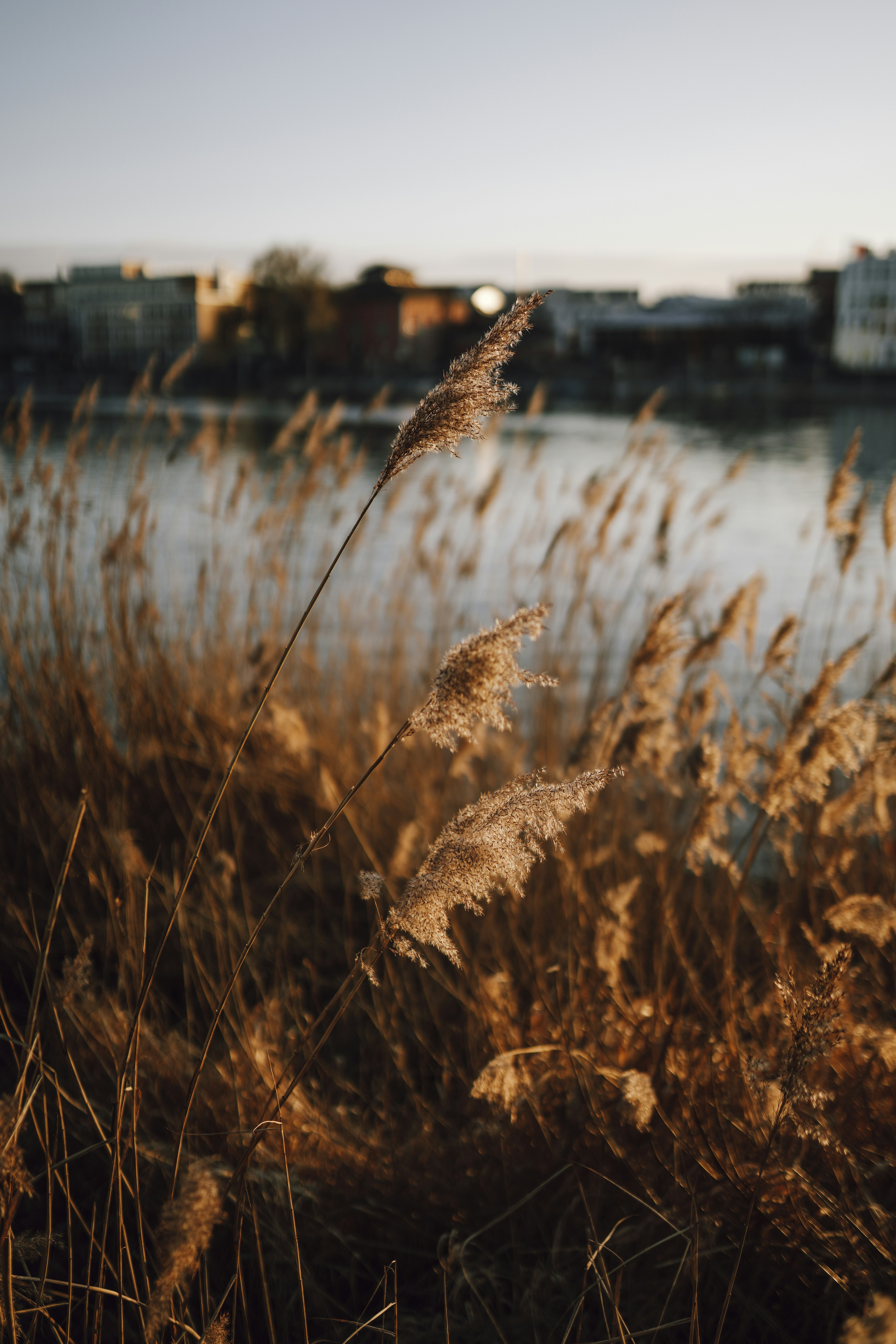 Amber Reed at the Riverside: Sunset Glow Over a Quiet City
