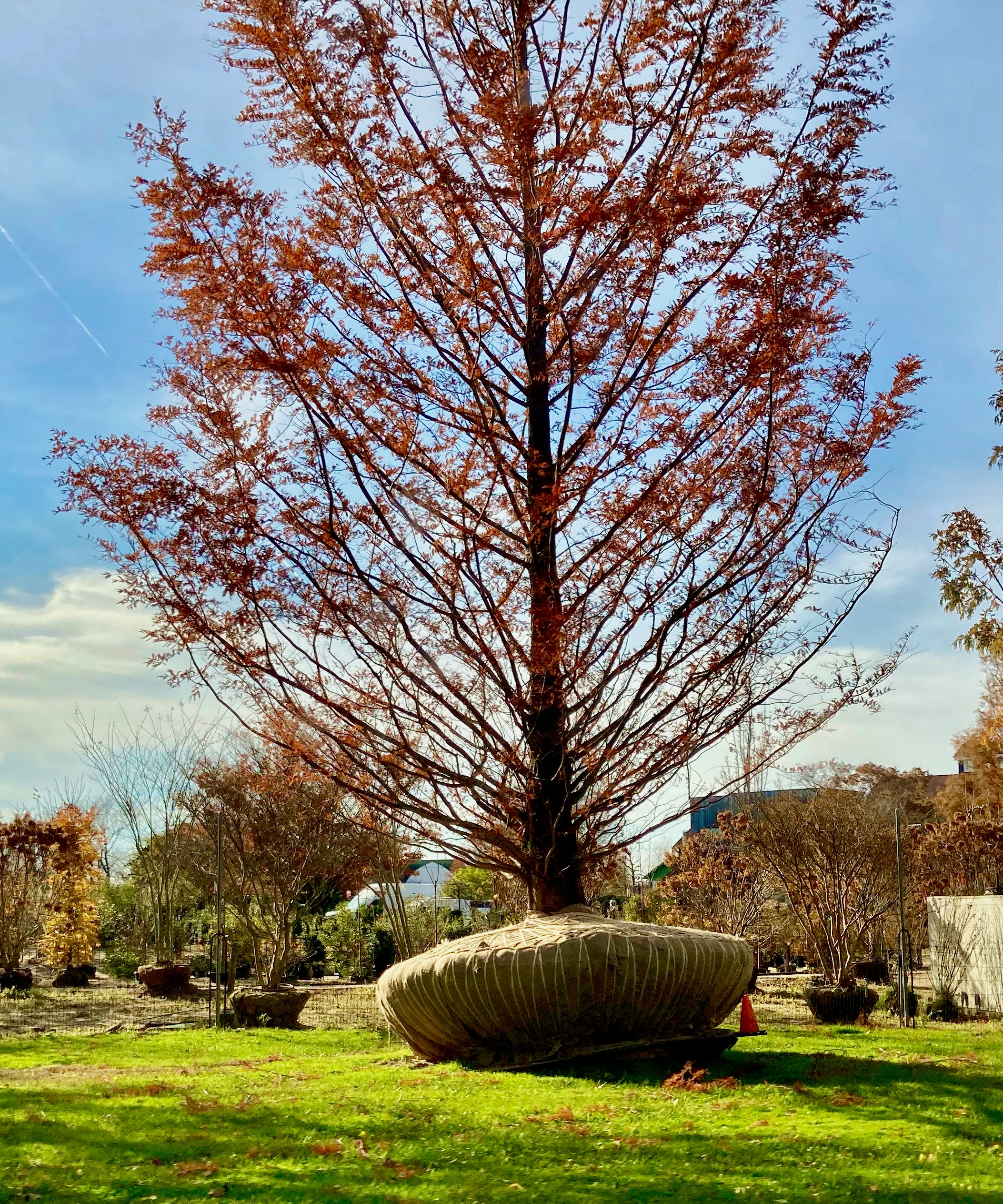 Tree Trunk Rising from a Circular Planter Under a Blue Autumn Sky