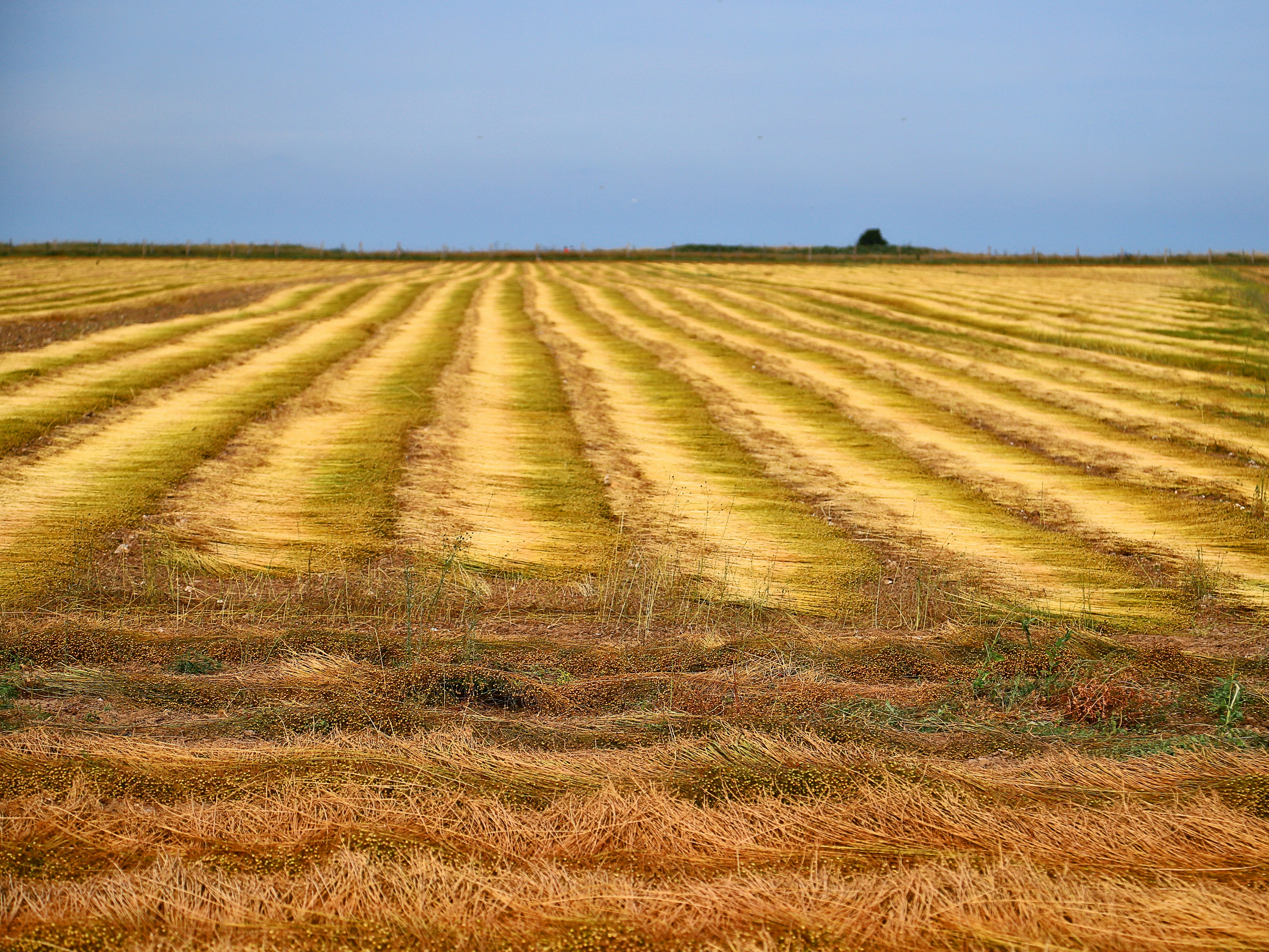Chevron Stripes of Harvest Lead to a Lone Tree on the Horizon