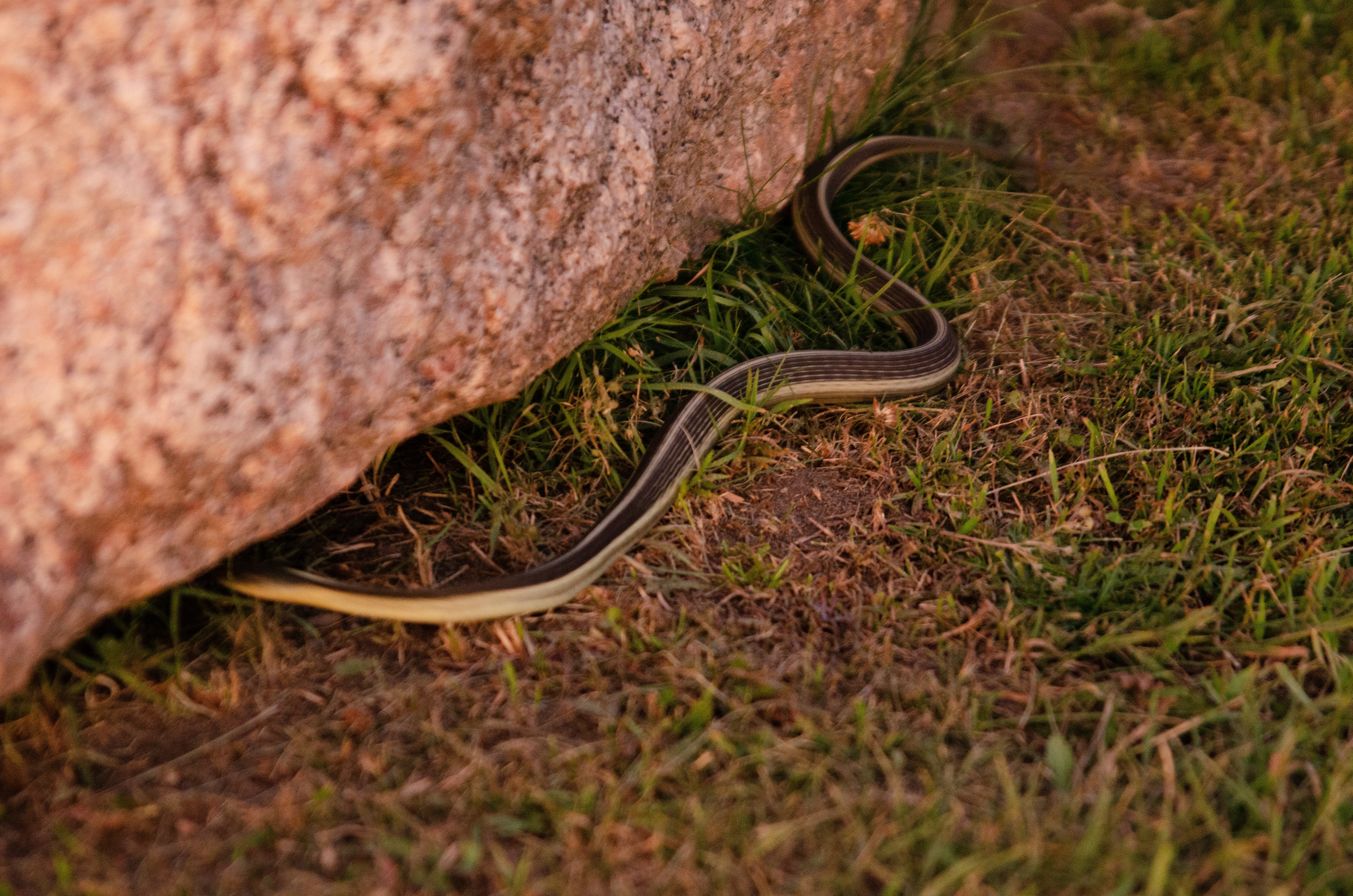 Un serpent rampant sous un rocher dans l’herbe photo – Image gratuite ...