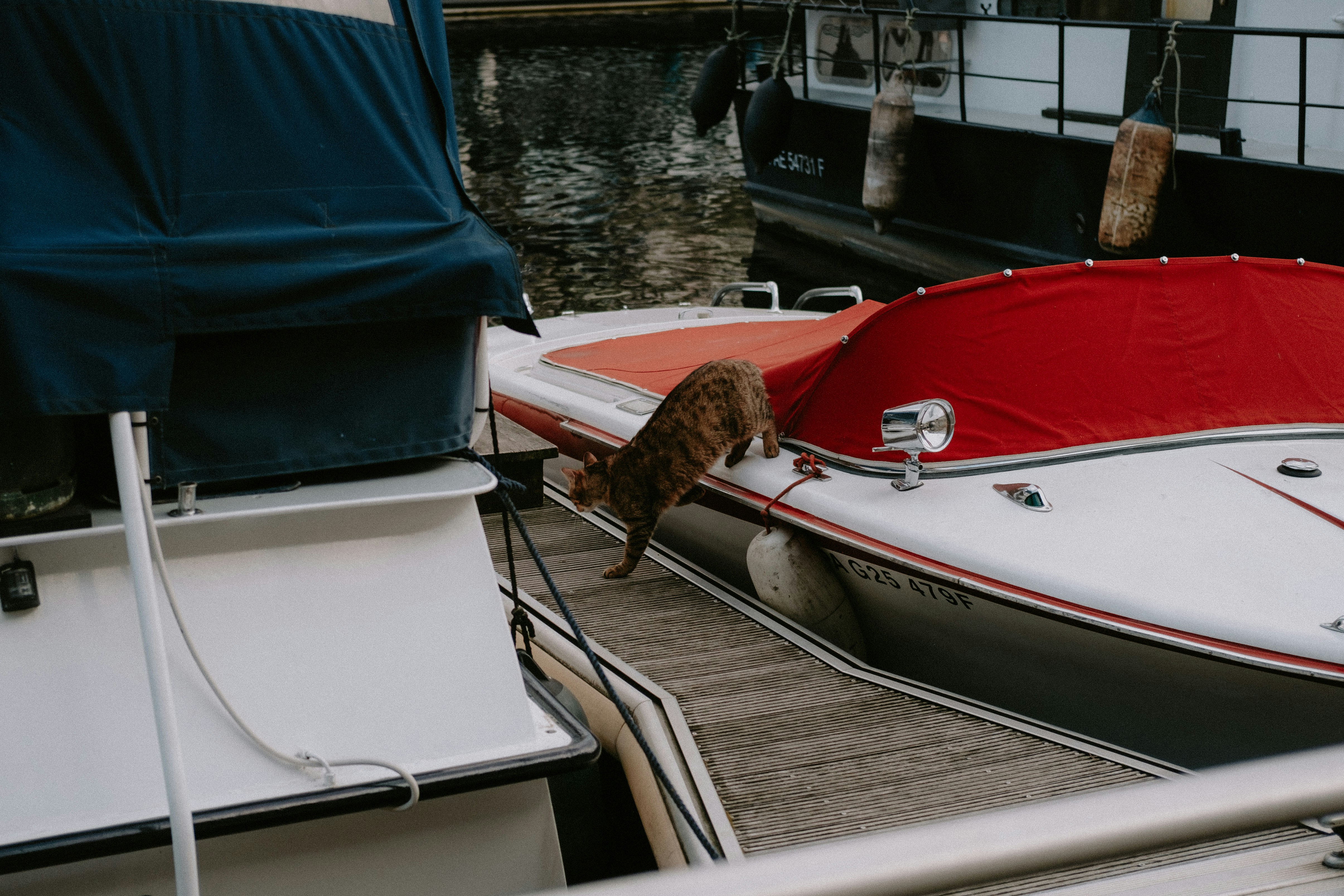 a dog is standing on the edge of a boat