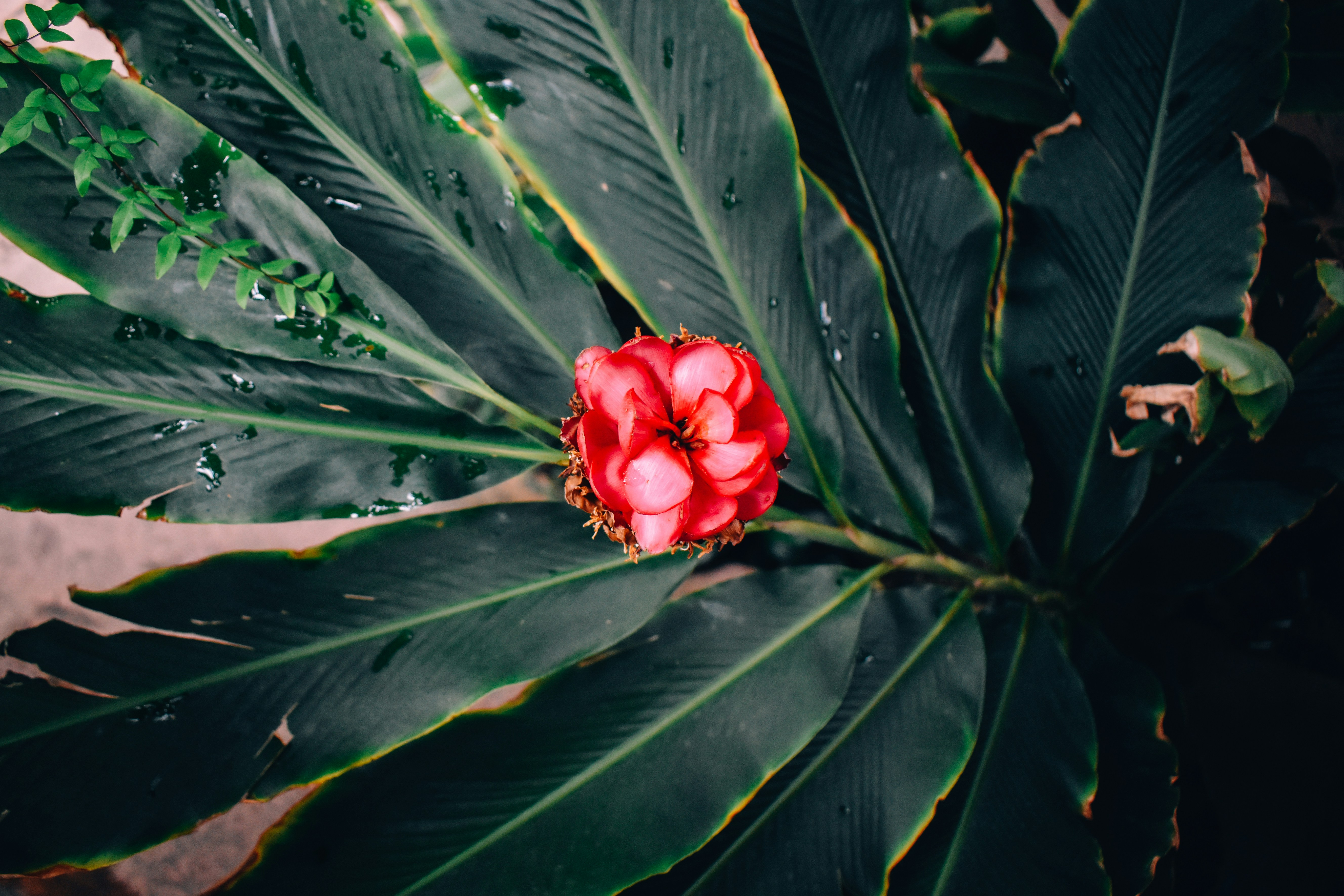 Red Bloom in a Moonlit Frond Garden