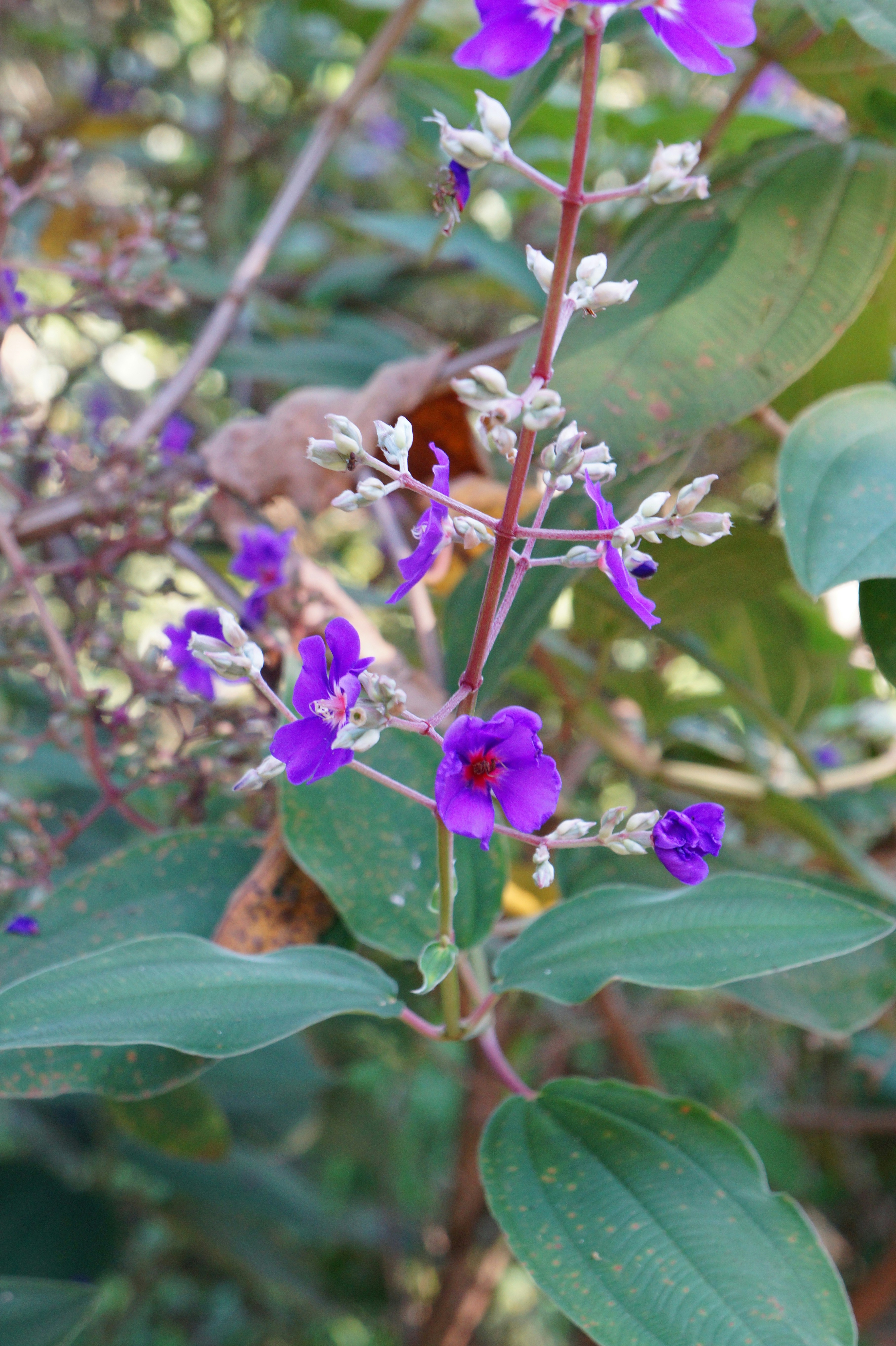 Crimson-Stemmed Blooms: A Close-Up of Violet Garden Flowers