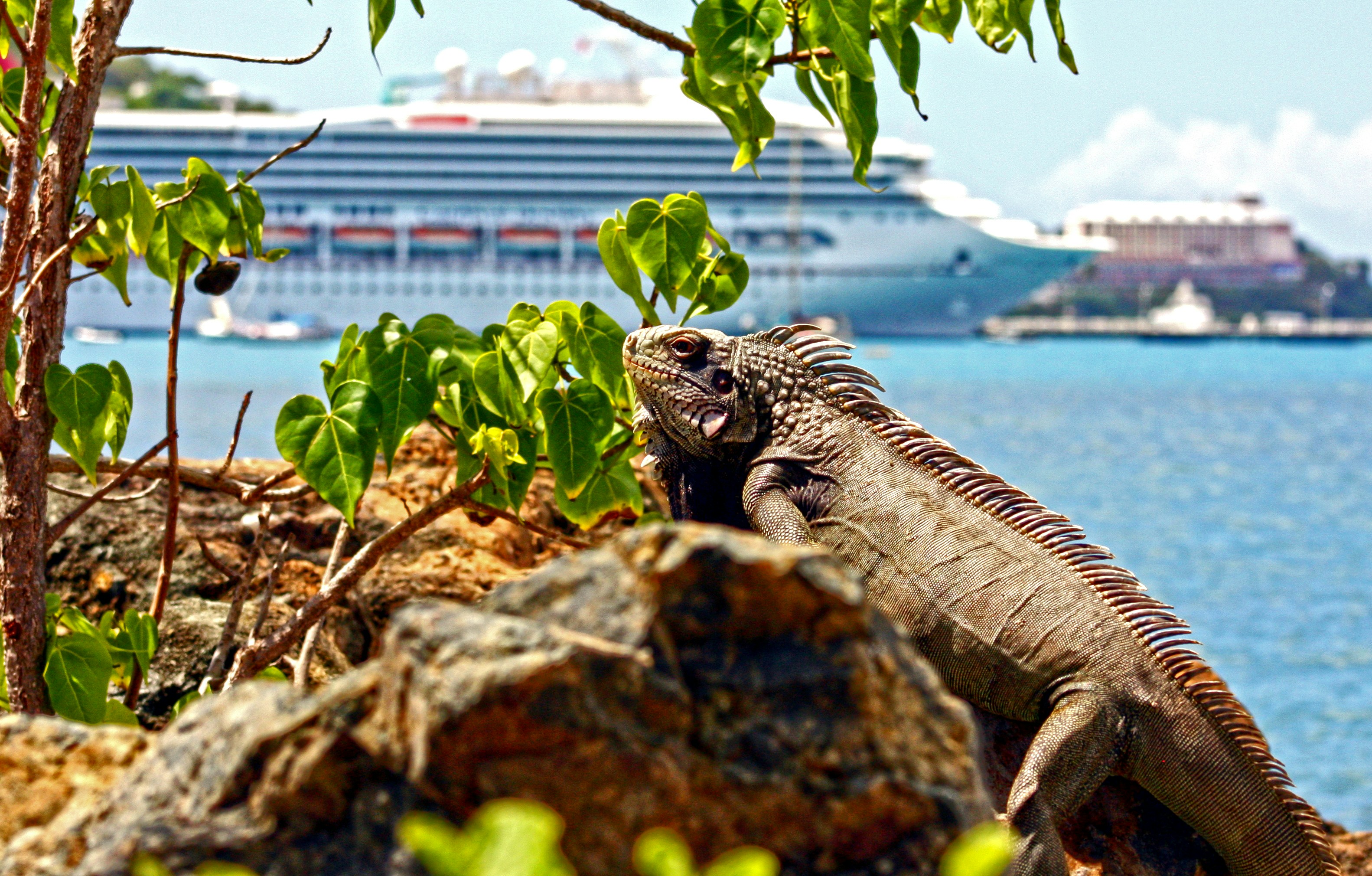 An iguana basking on a rocky outcrop, framed by lush green leaves, with a cruise ship in the background. The scene captures the harmony of wildlife and maritime travel.