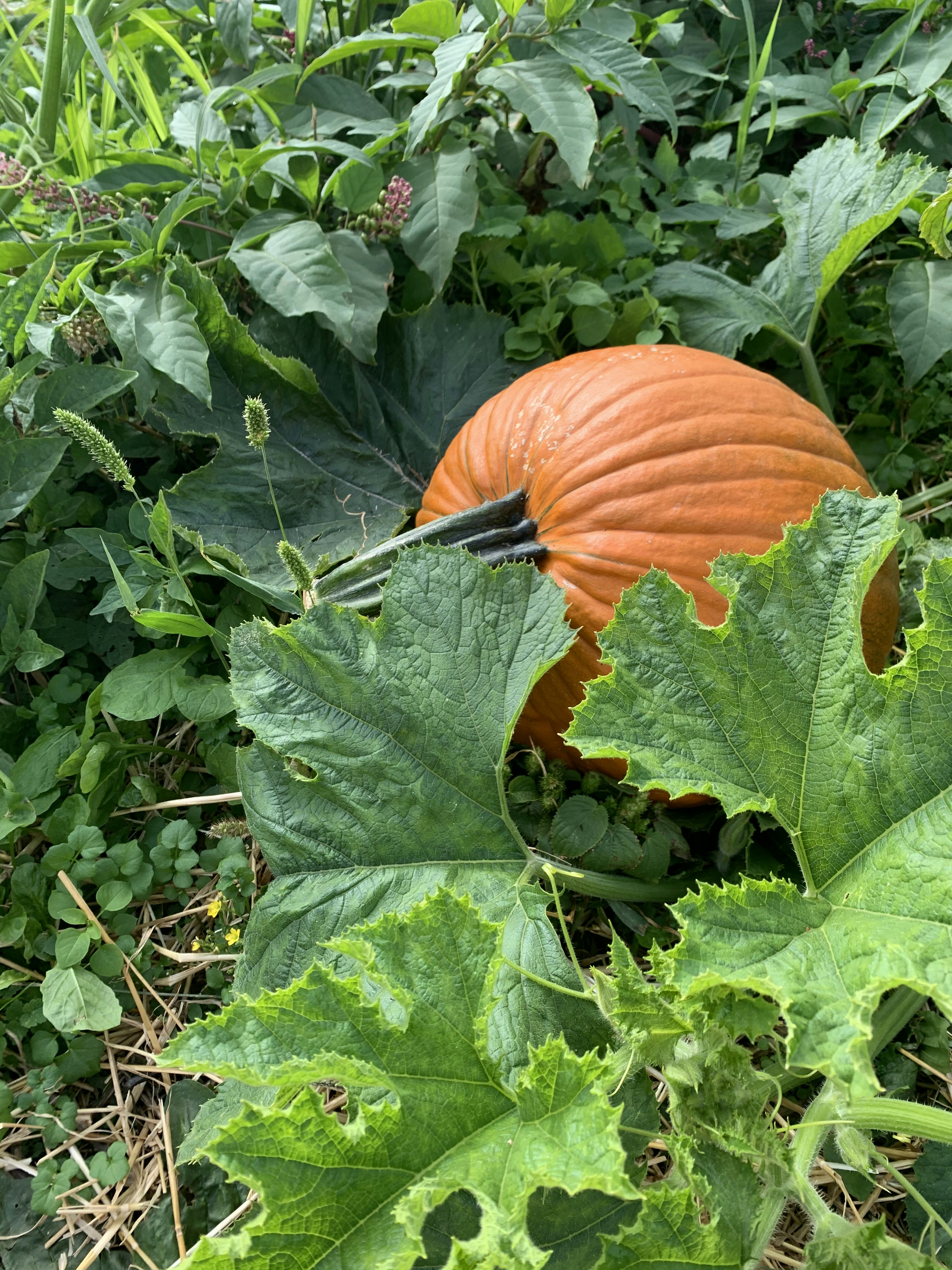 a pumpkin sitting on top of a lush green field