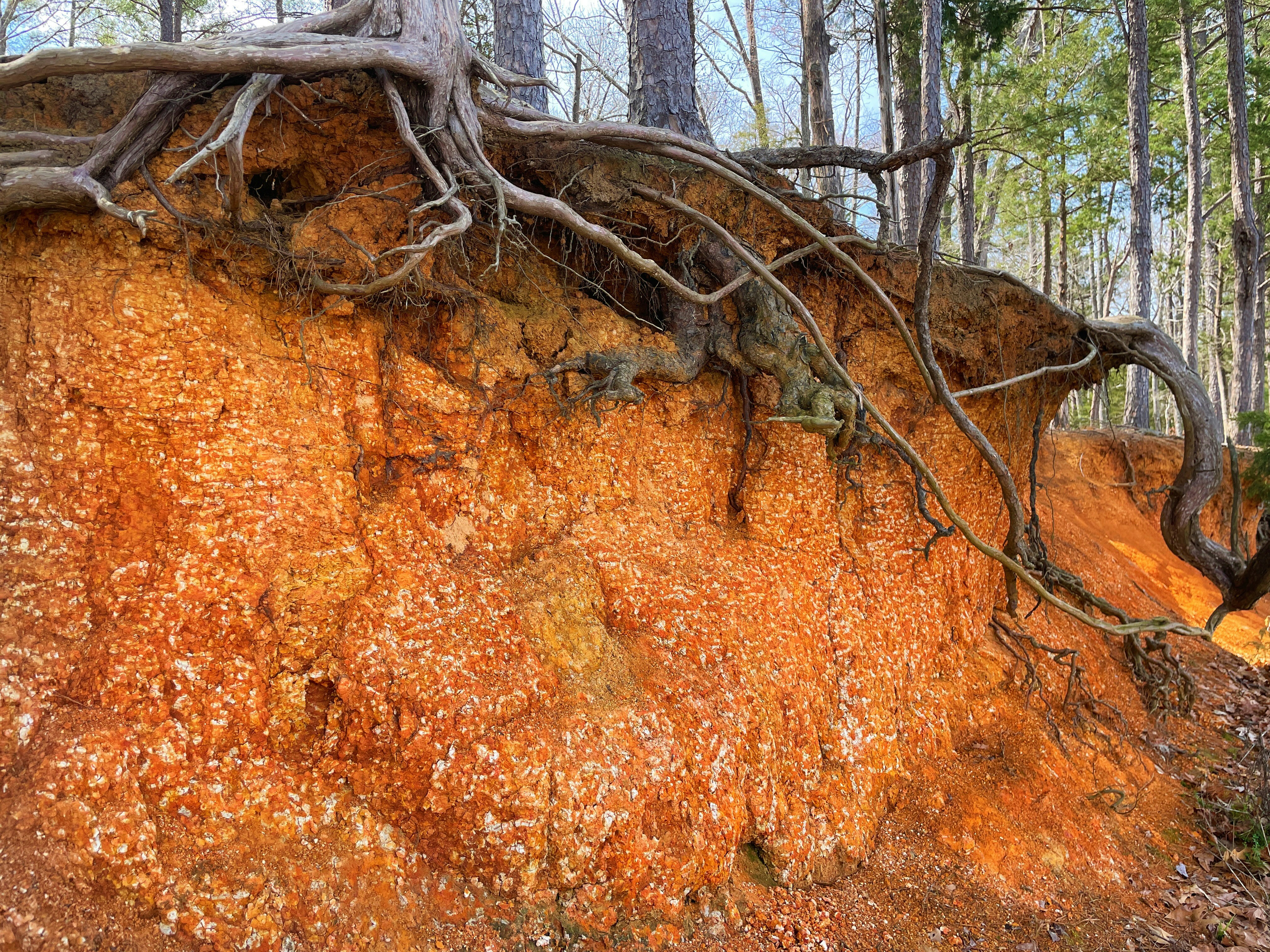 Entwined Roots Defying Erosion