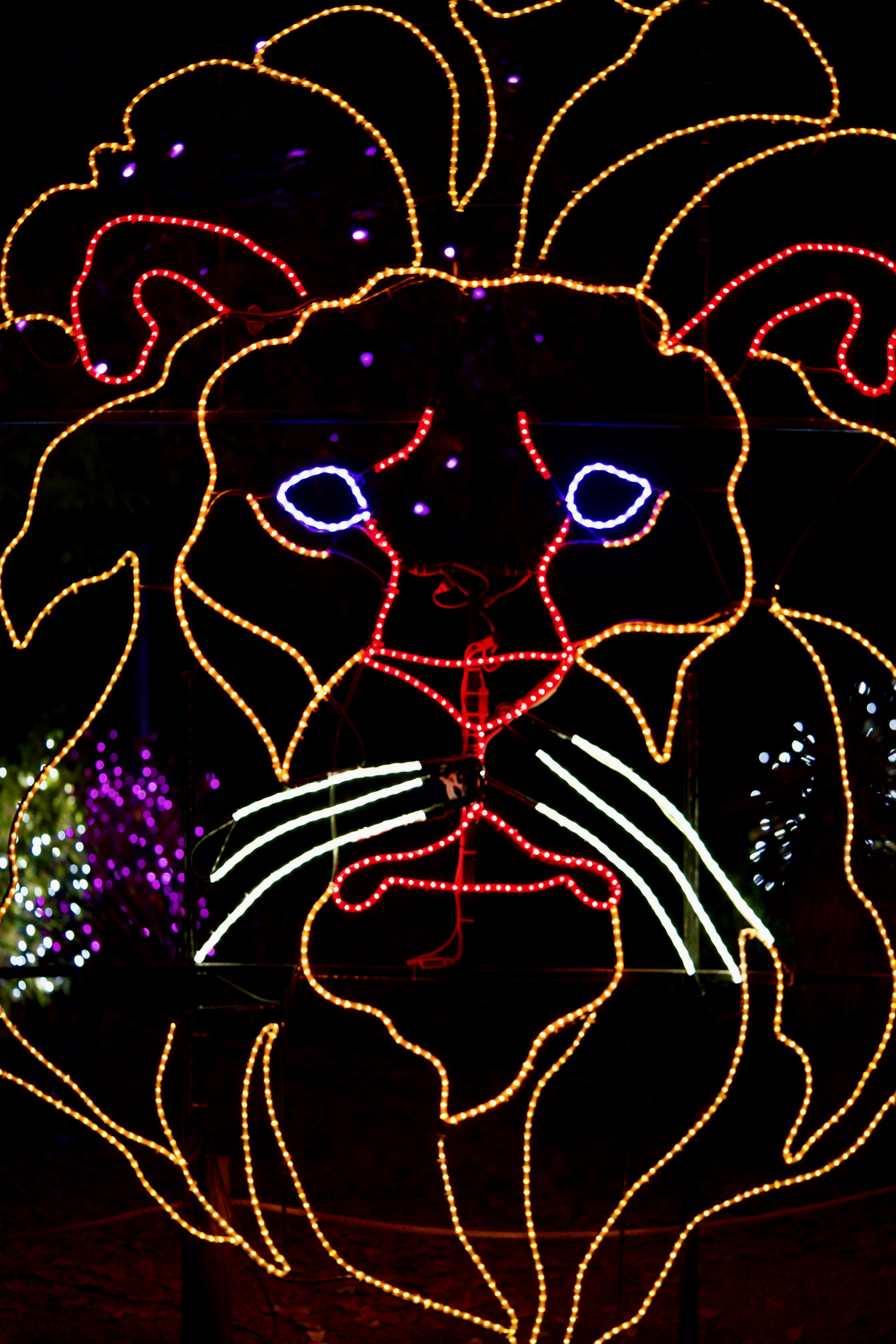 A lighted lion head on display in the dark photo – Free Lion face Image ...