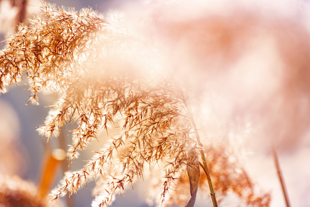 Gros plan d’une plante avec un ciel en arrière-plan photo – Photo ... Gros plan d’une plante avec un ciel en arrière-plan photo – Photo ...