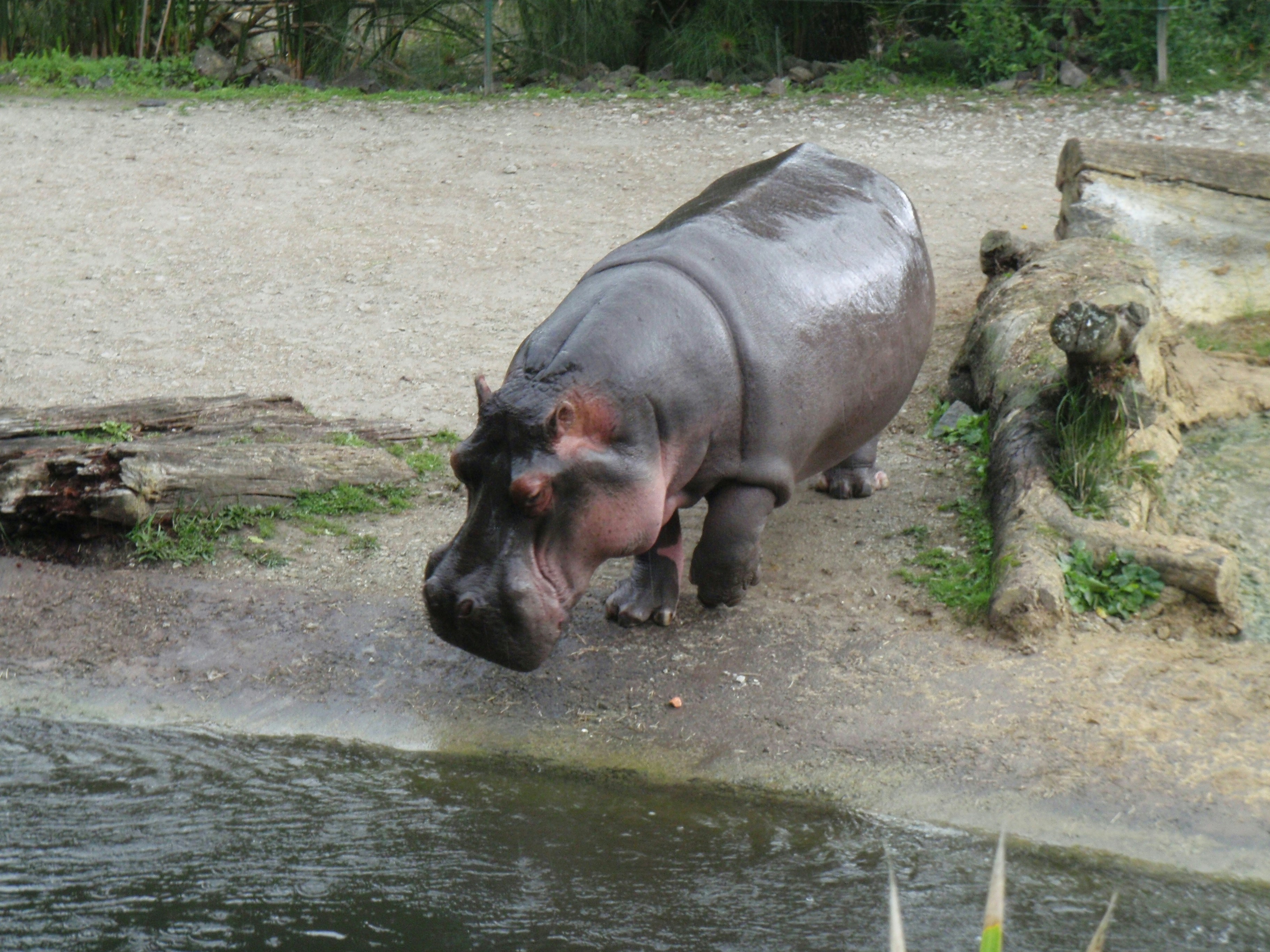 A hippo standing next to a body of water photo – Free Auckland zoo ...